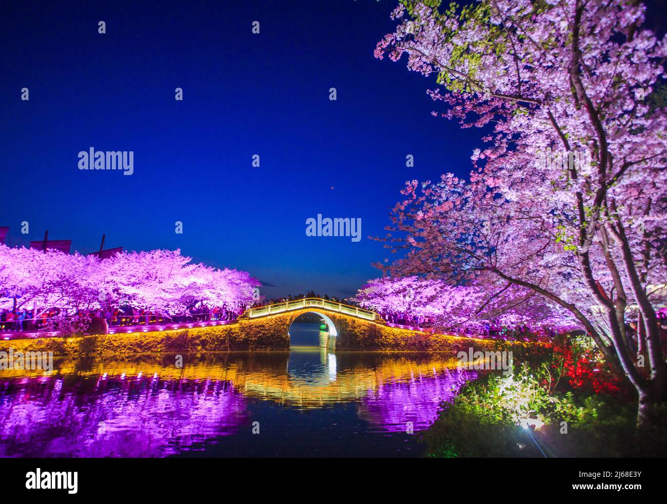 The turtle head isle of taihu lake cherry blossom Stock Photo - Alamy