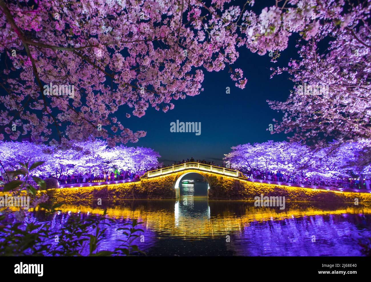 The turtle head isle of taihu lake cherry blossom Stock Photo - Alamy