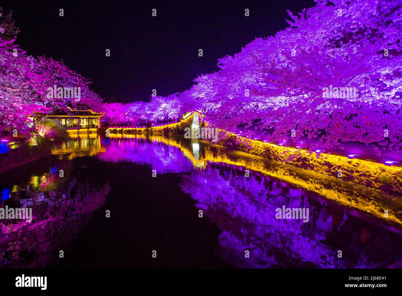 The turtle head isle of taihu lake cherry blossom Stock Photo - Alamy