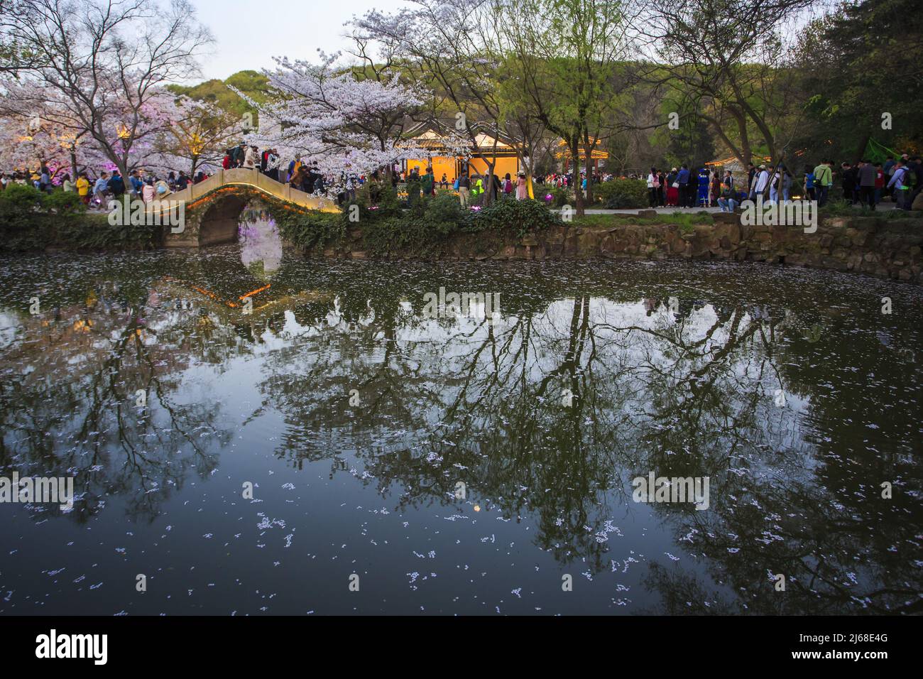 The turtle head isle of taihu lake cherry blossom Stock Photo - Alamy