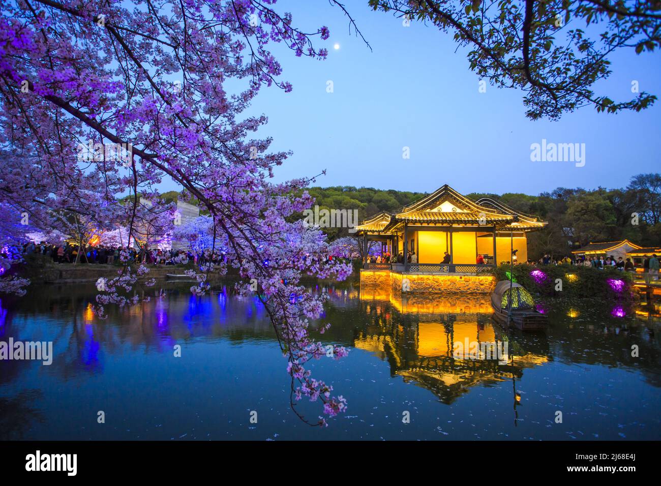 The turtle head isle of taihu lake cherry blossom Stock Photo - Alamy