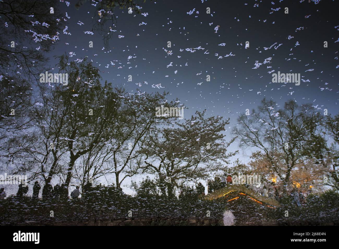 The turtle head isle of taihu lake cherry blossom Stock Photo - Alamy