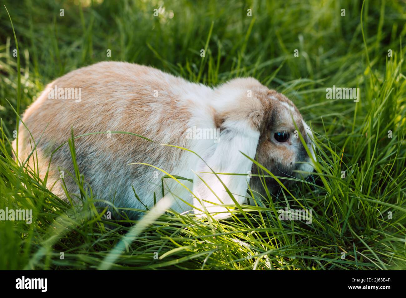 Fold eared rabbit hi-res stock photography and images - Alamy