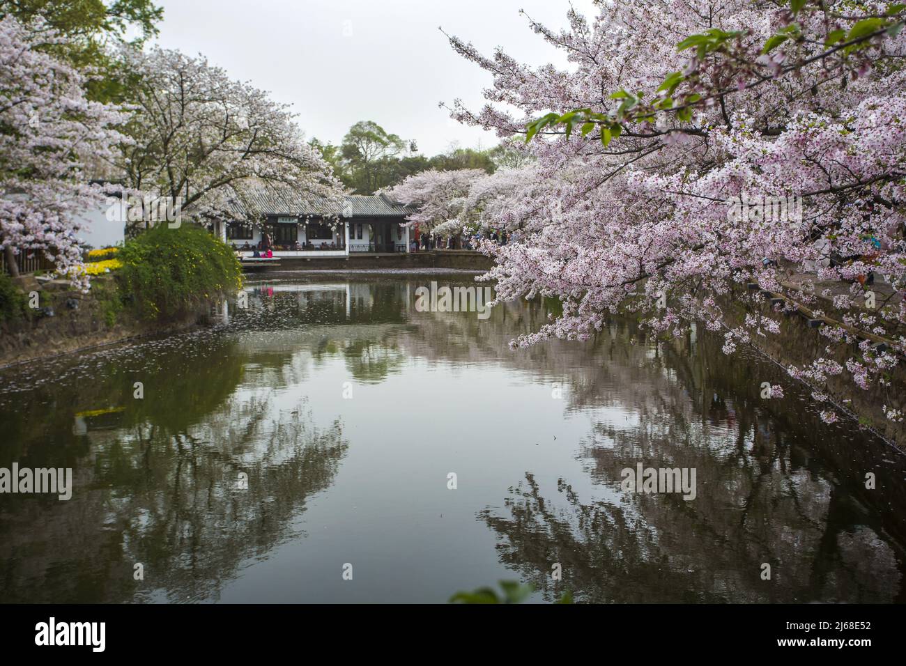 The turtle head isle of taihu lake cherry blossom Stock Photo - Alamy