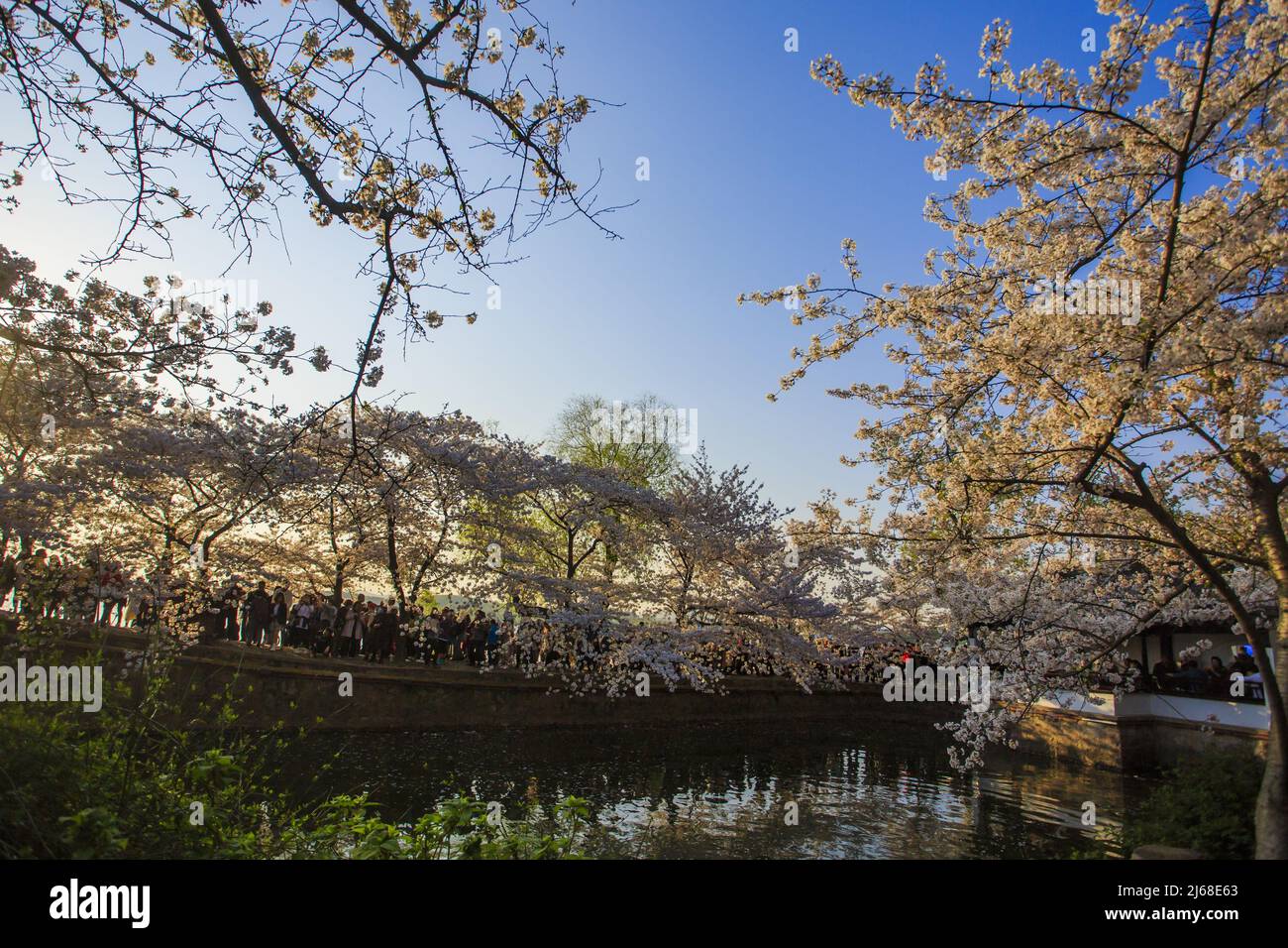The turtle head isle of taihu lake cherry blossom Stock Photo - Alamy