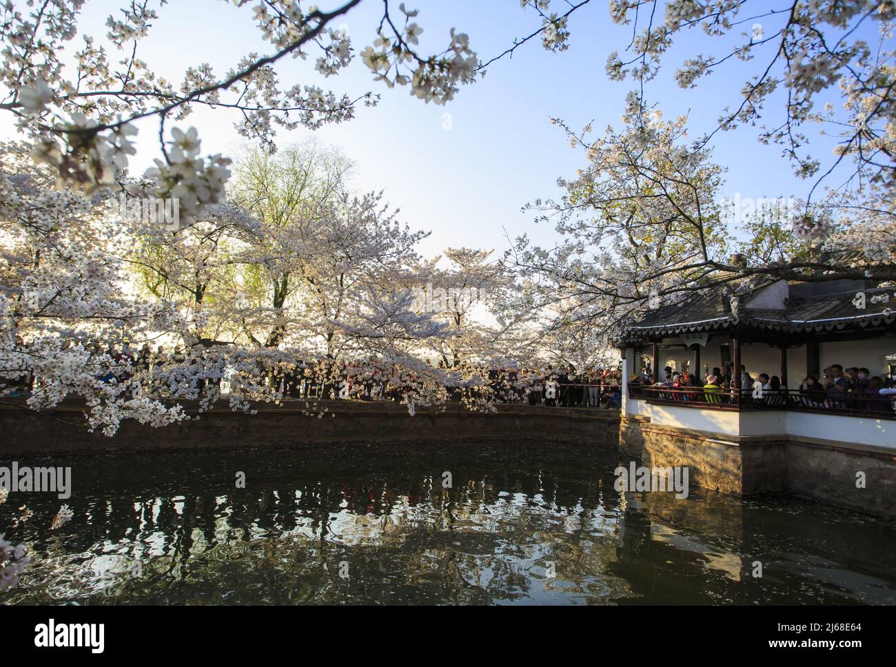 The turtle head isle of taihu lake cherry blossom Stock Photo - Alamy