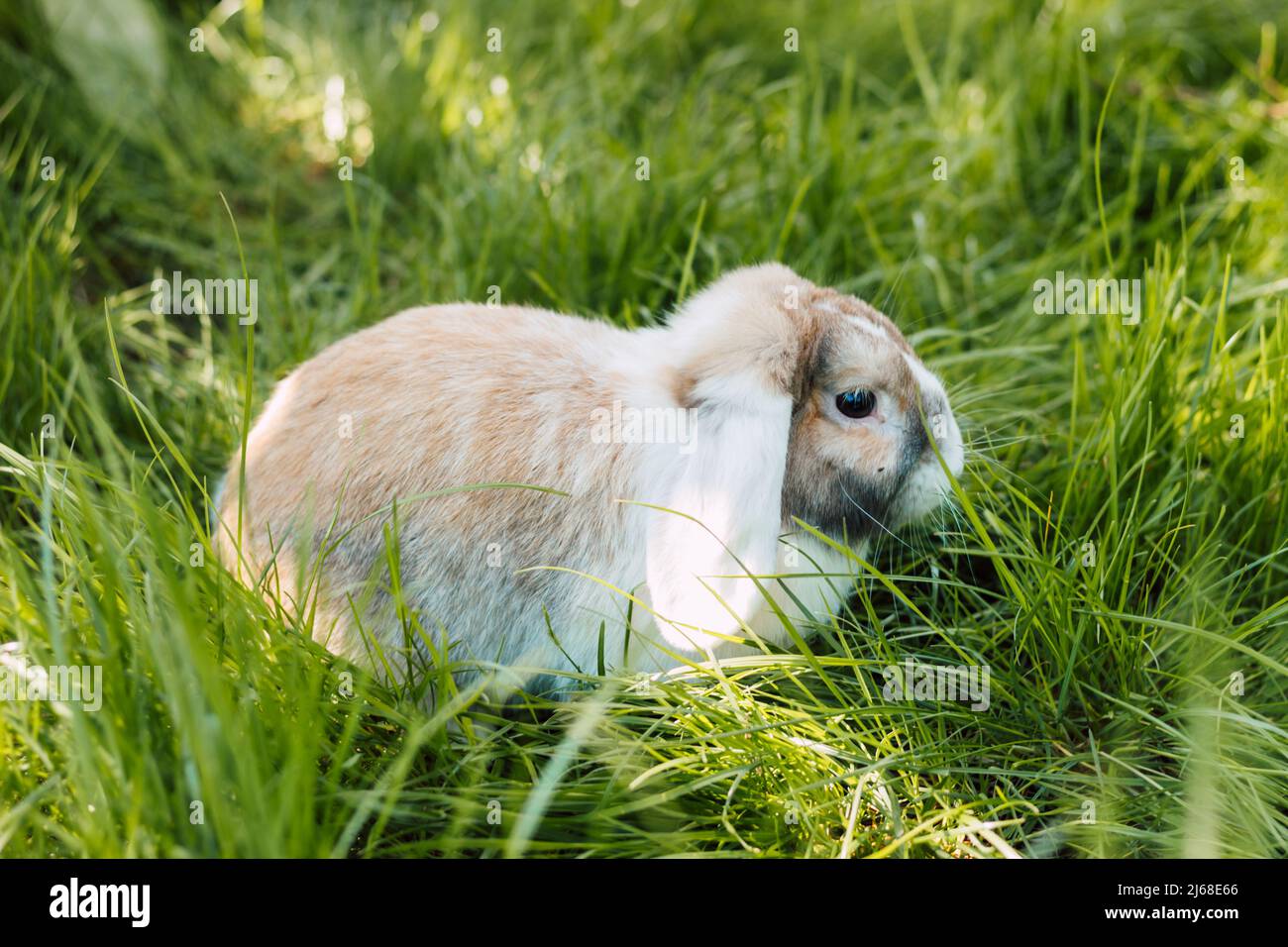 Domestic fold-eared rabbit sits in thick green grass Stock Photo - Alamy