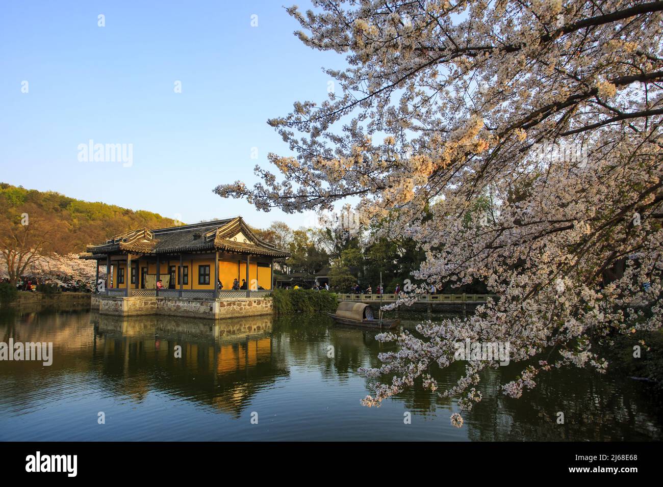 The turtle head isle of taihu lake cherry blossom Stock Photo - Alamy