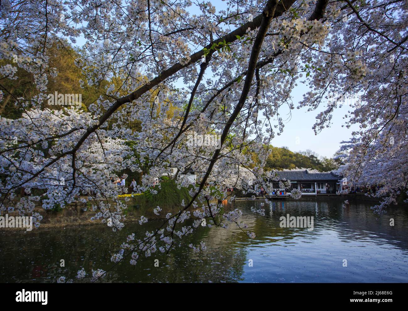 The turtle head isle of taihu lake cherry blossom Stock Photo - Alamy