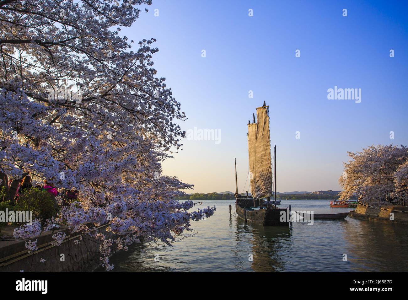 The turtle head isle of taihu lake cherry blossom Stock Photo - Alamy