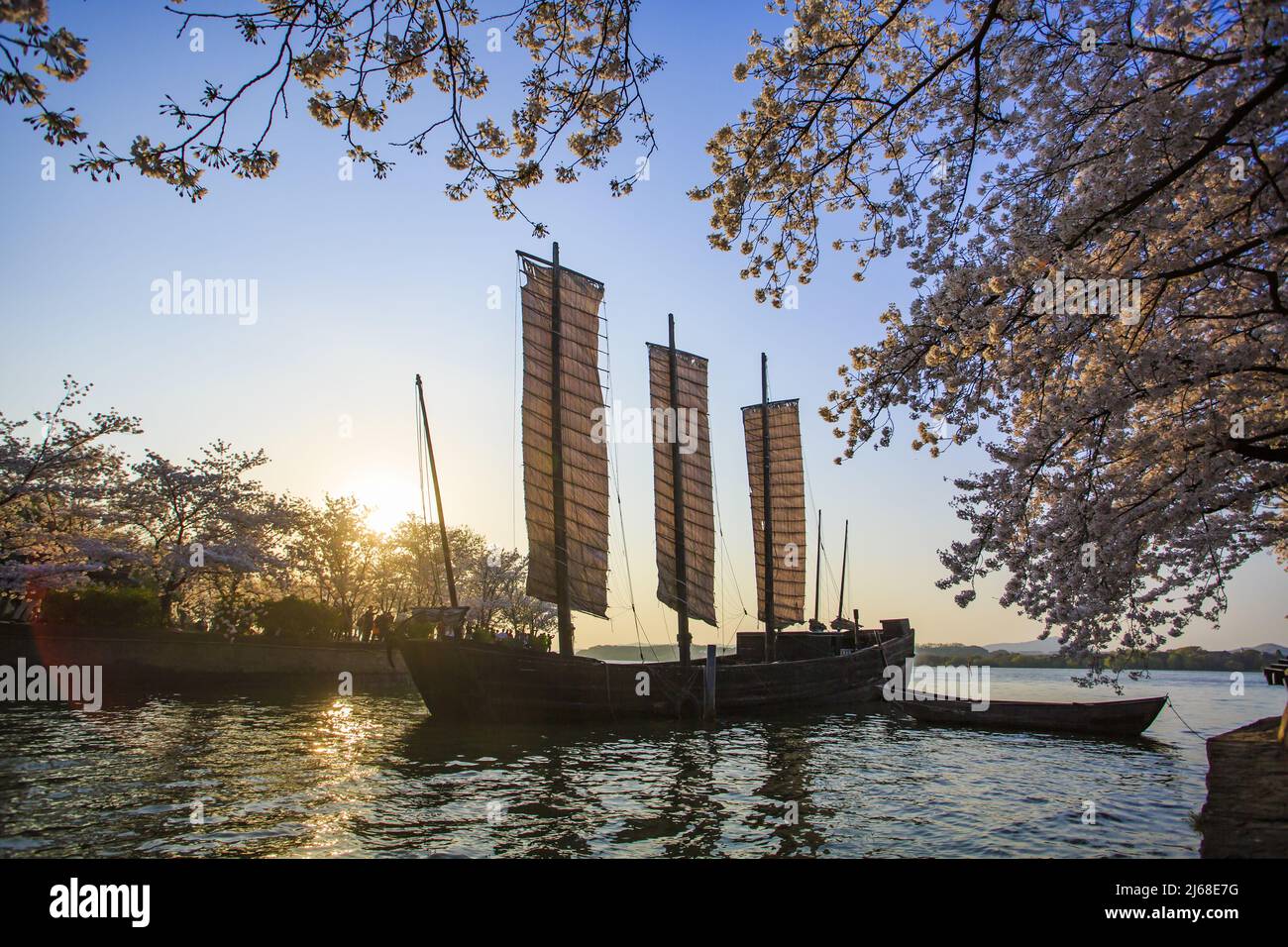 The turtle head isle of taihu lake cherry blossom Stock Photo - Alamy