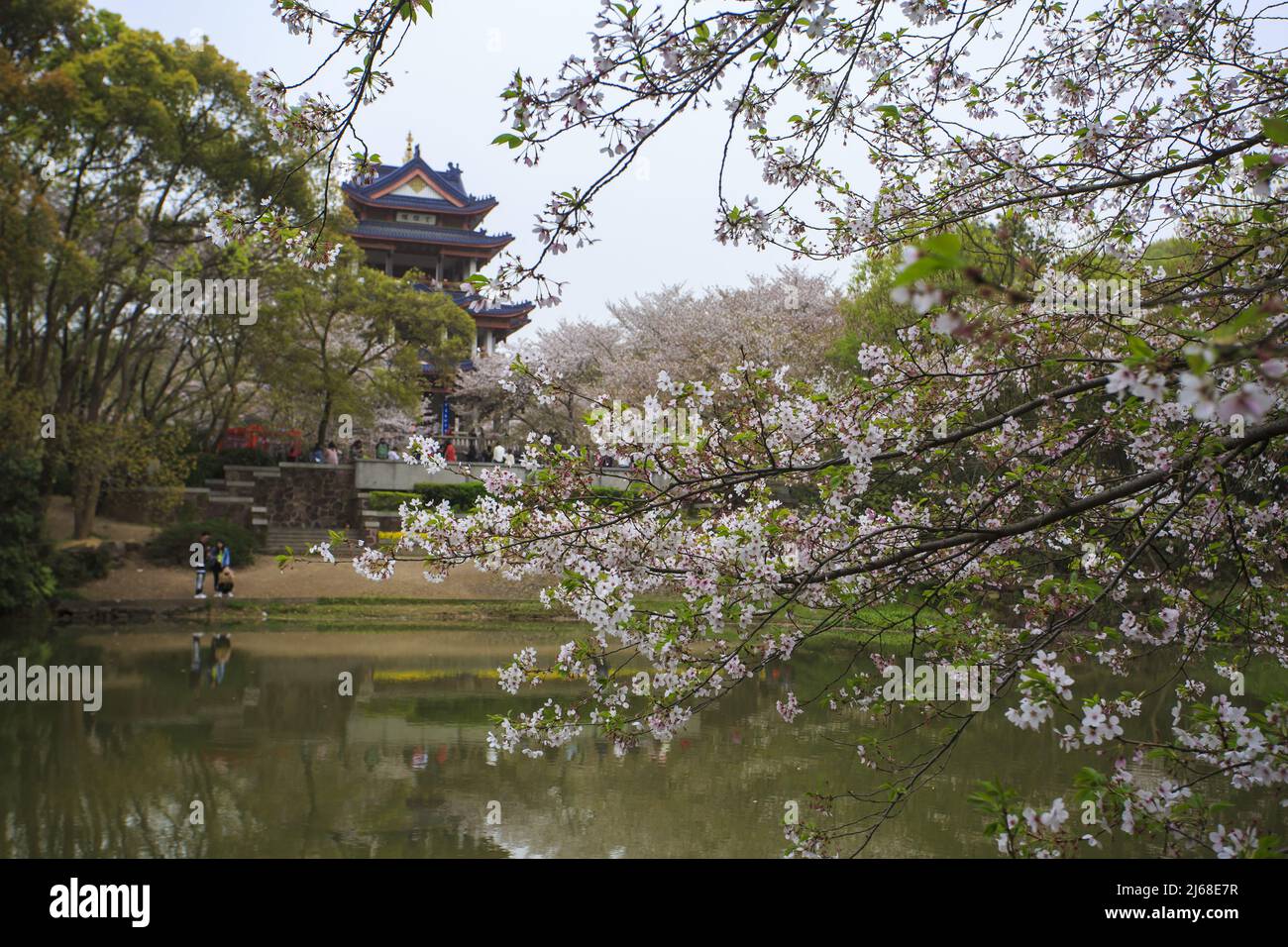 The turtle head isle of taihu lake cherry blossom Stock Photo - Alamy