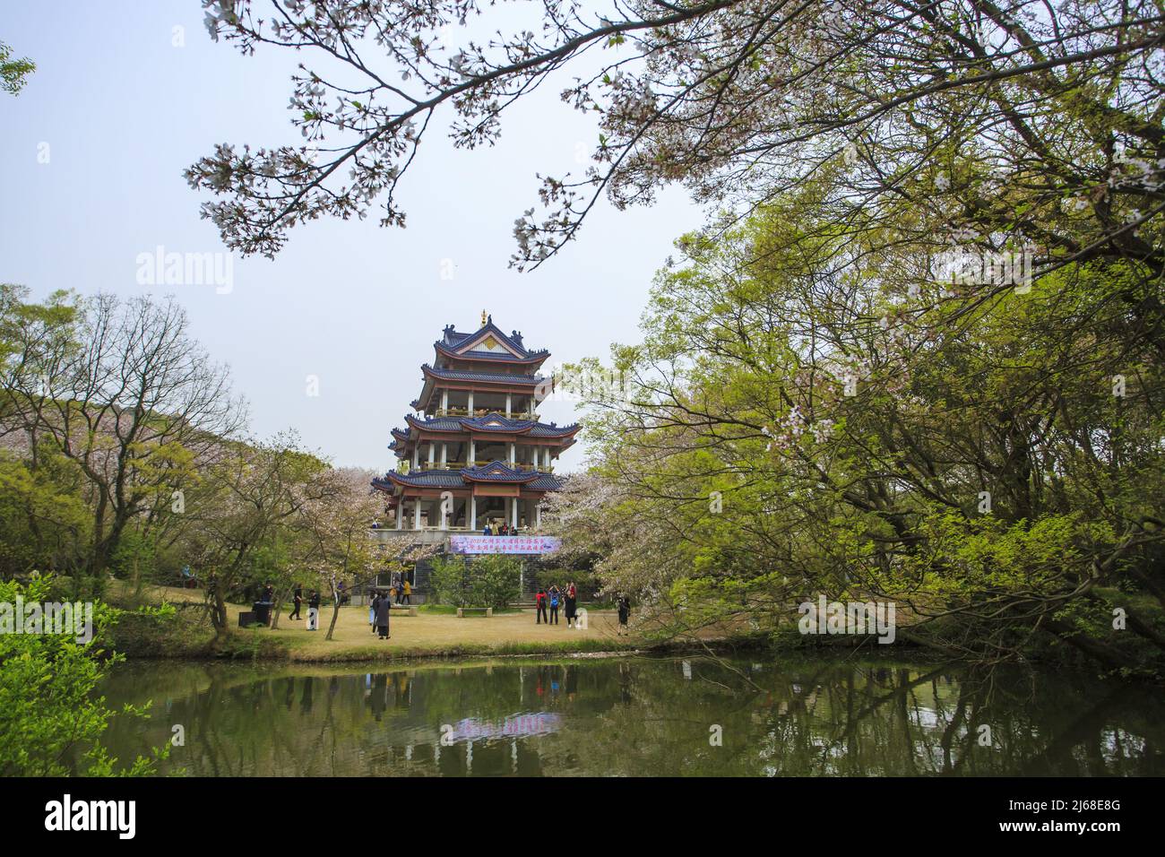 The turtle head isle of taihu lake cherry blossom Stock Photo - Alamy