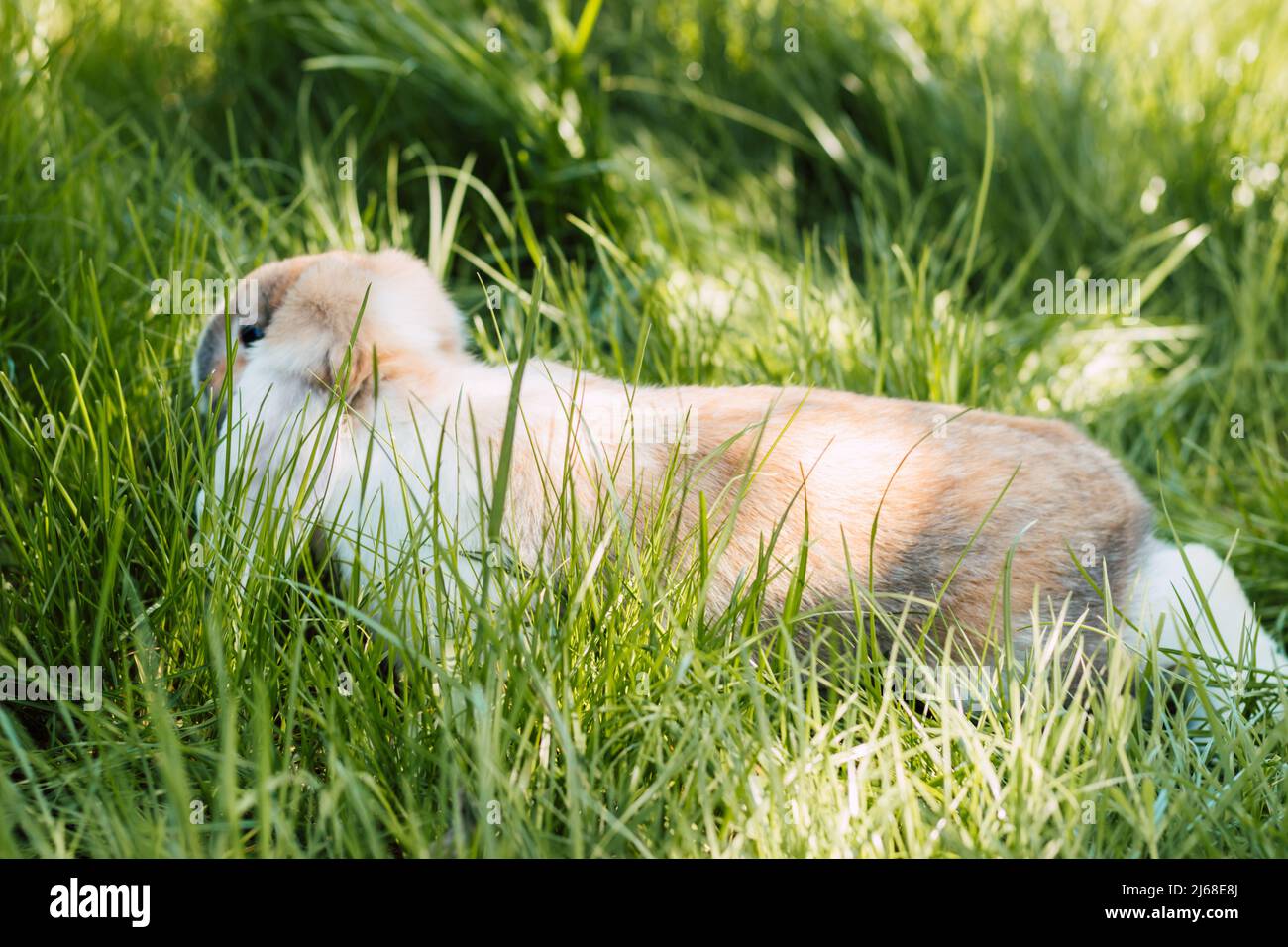Domestic fold-eared rabbit sits in thick green grass Stock Photo - Alamy