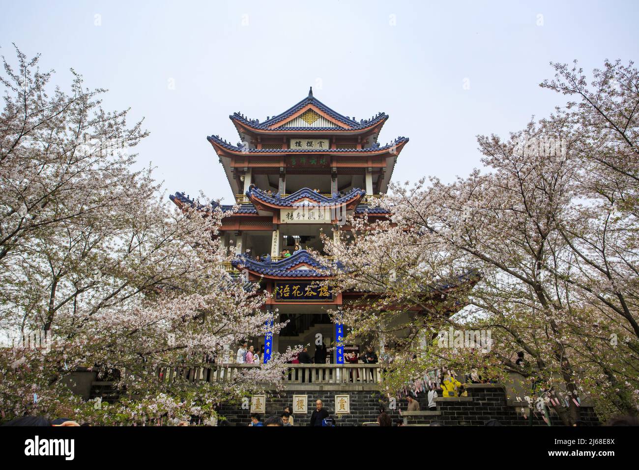 The turtle head isle of taihu lake cherry blossom Stock Photo - Alamy