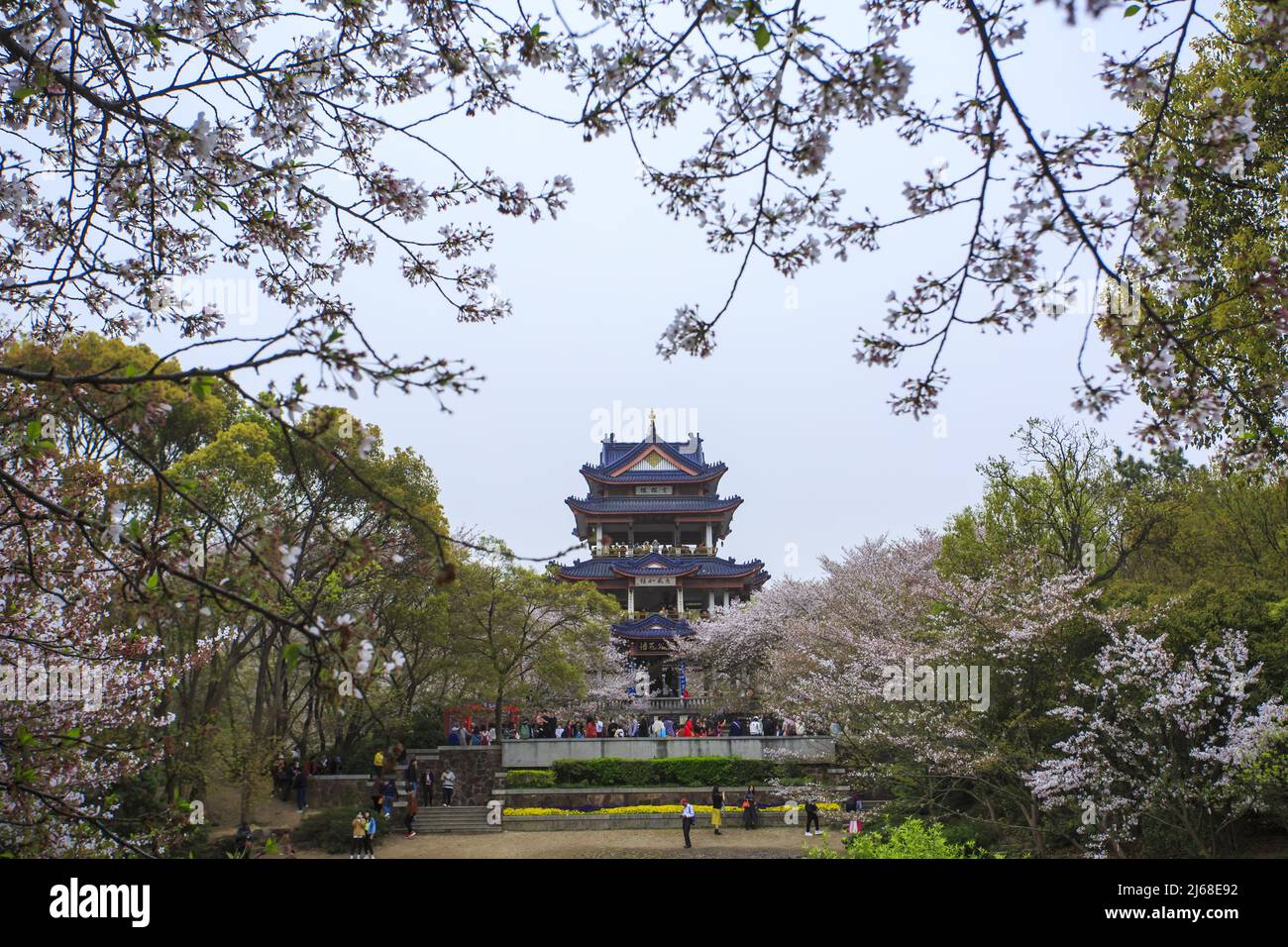 The turtle head isle of taihu lake cherry blossom Stock Photo - Alamy