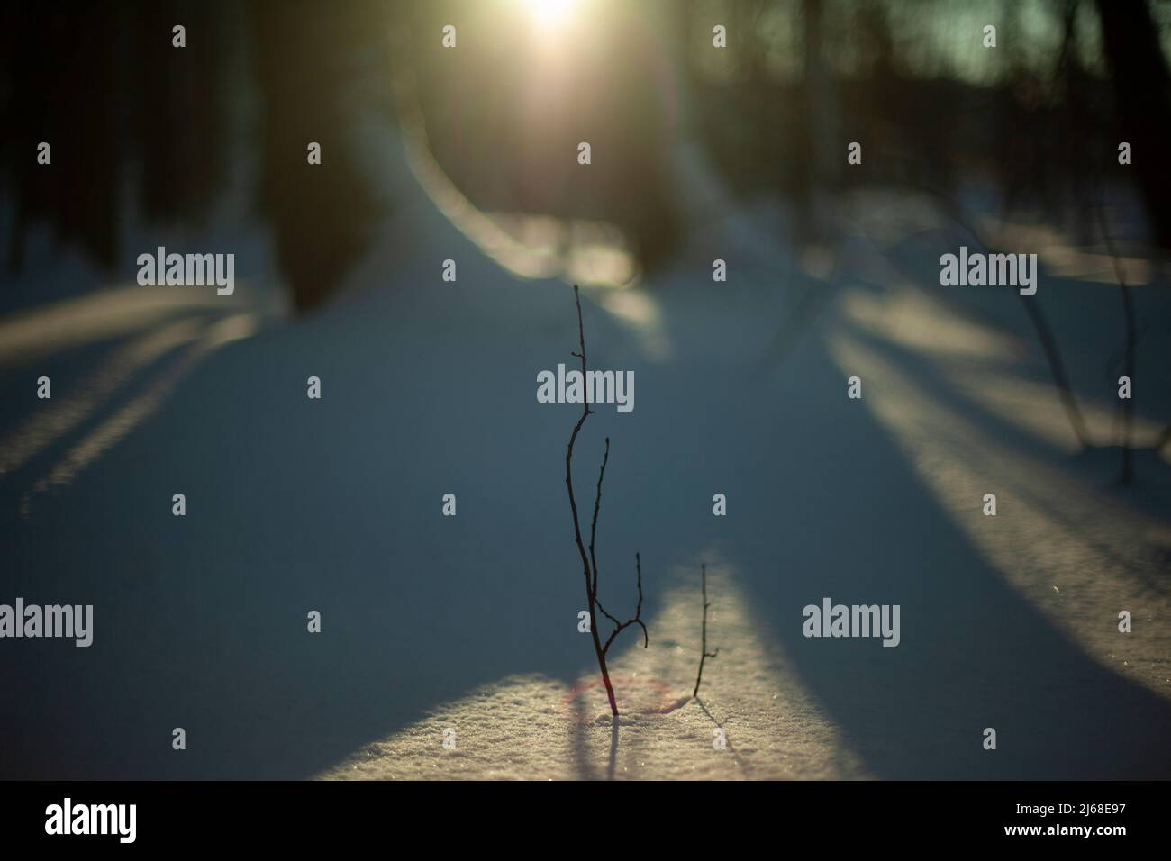 Light in snow. Details of winter nature. Cool shades. Snow cover Stock ...