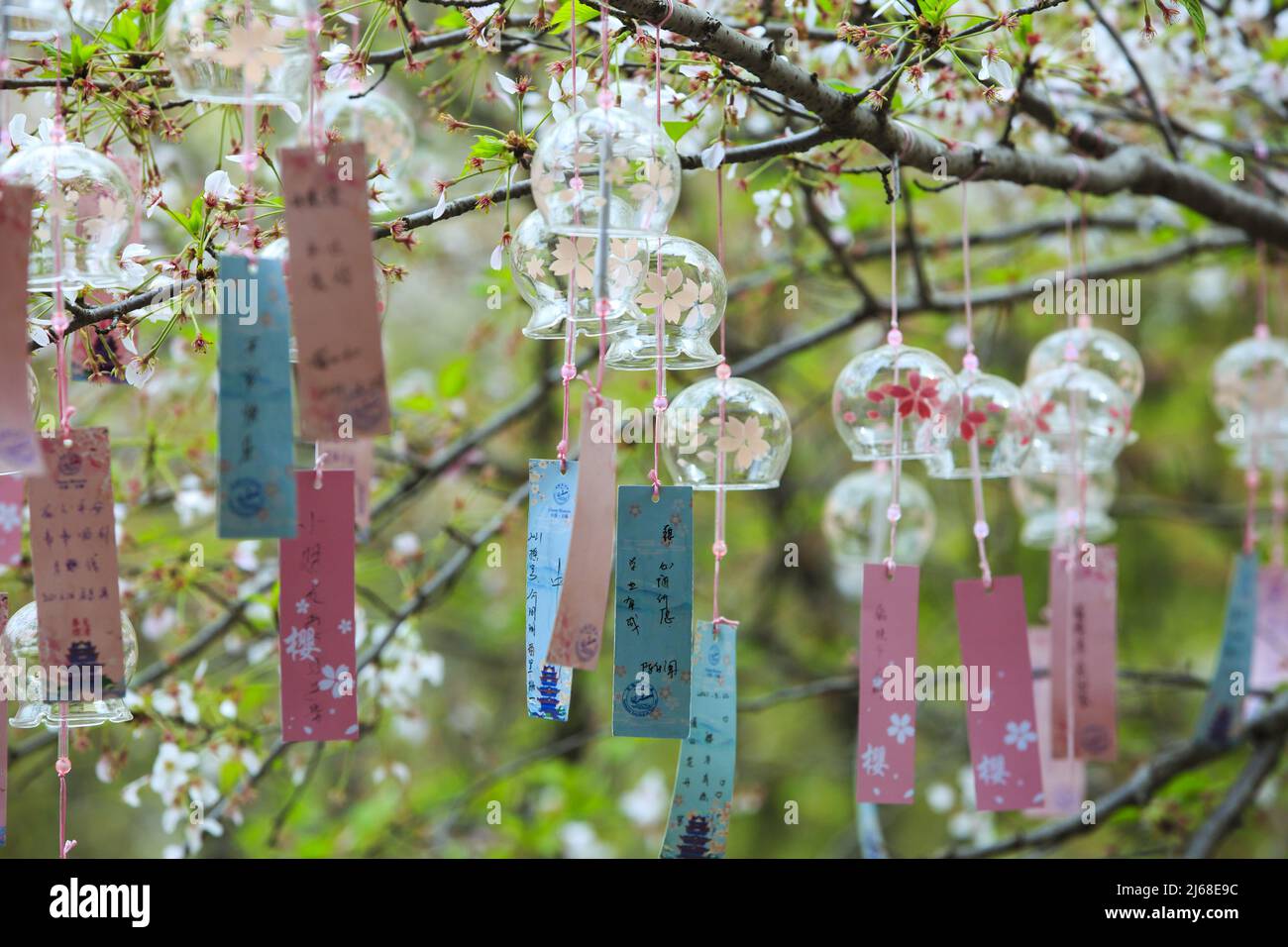 The turtle head isle of taihu lake cherry blossom Stock Photo - Alamy
