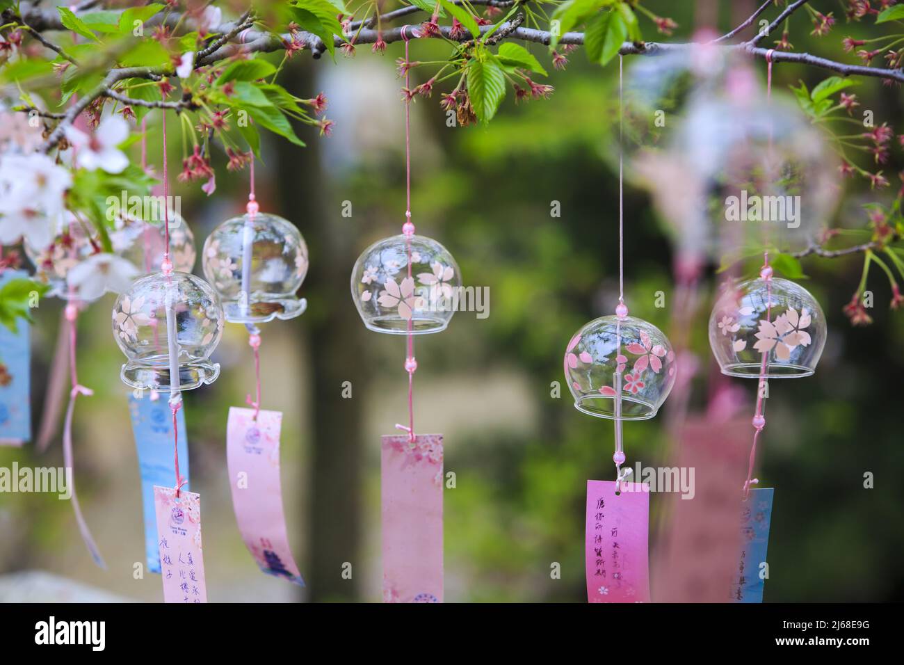 The turtle head isle of taihu lake cherry blossom Stock Photo - Alamy
