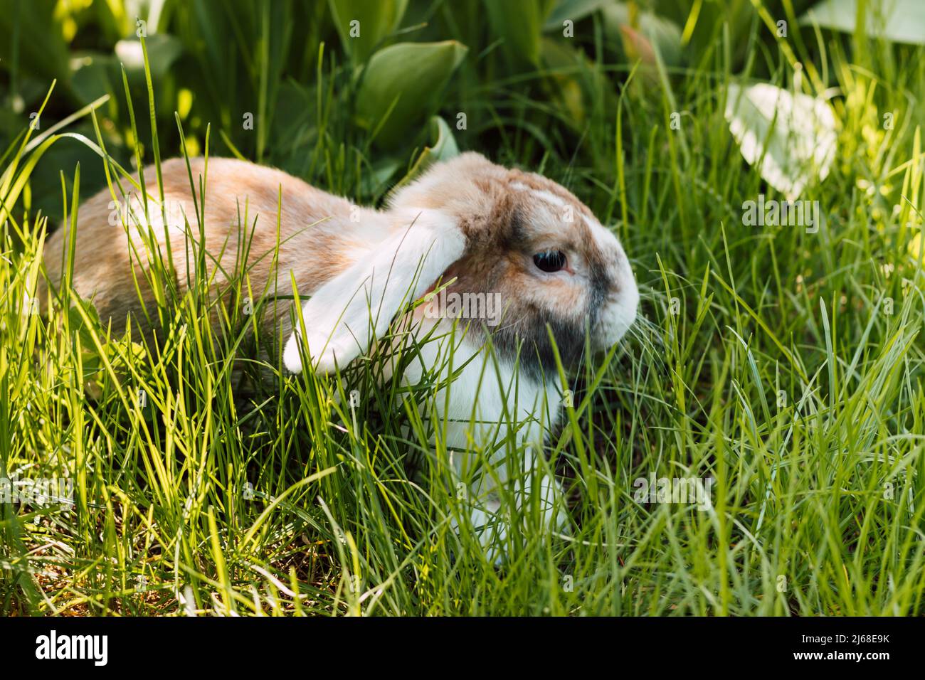 Domestic fold-eared rabbit sits in thick green grass Stock Photo - Alamy