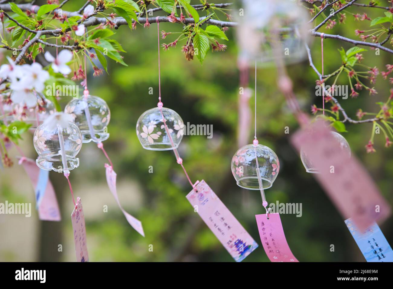 The turtle head isle of taihu lake cherry blossom Stock Photo - Alamy