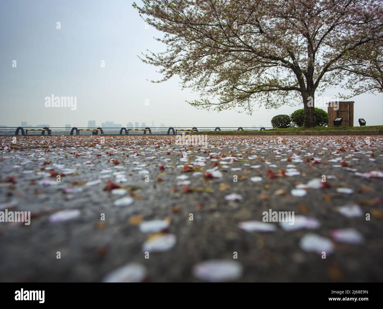 The turtle head isle of taihu lake cherry blossom Stock Photo - Alamy