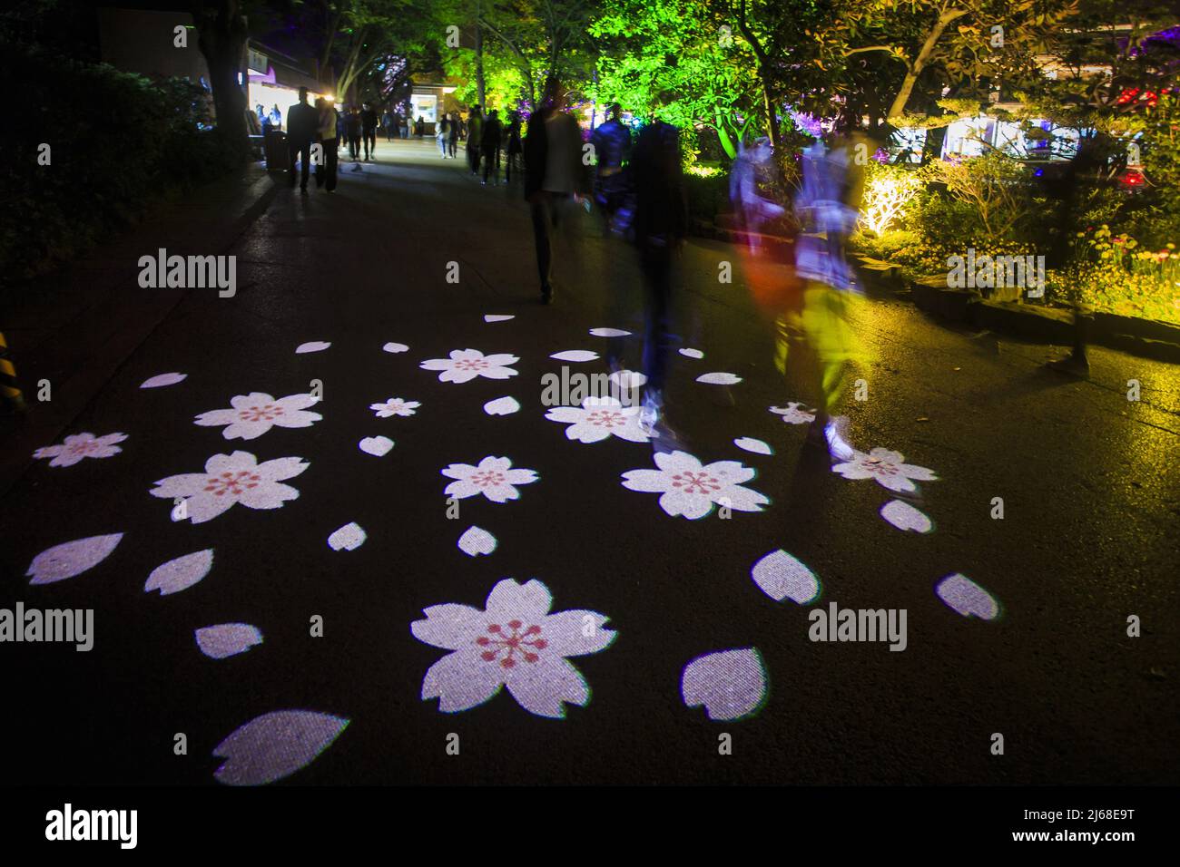 The turtle head isle of taihu lake cherry blossom Stock Photo - Alamy