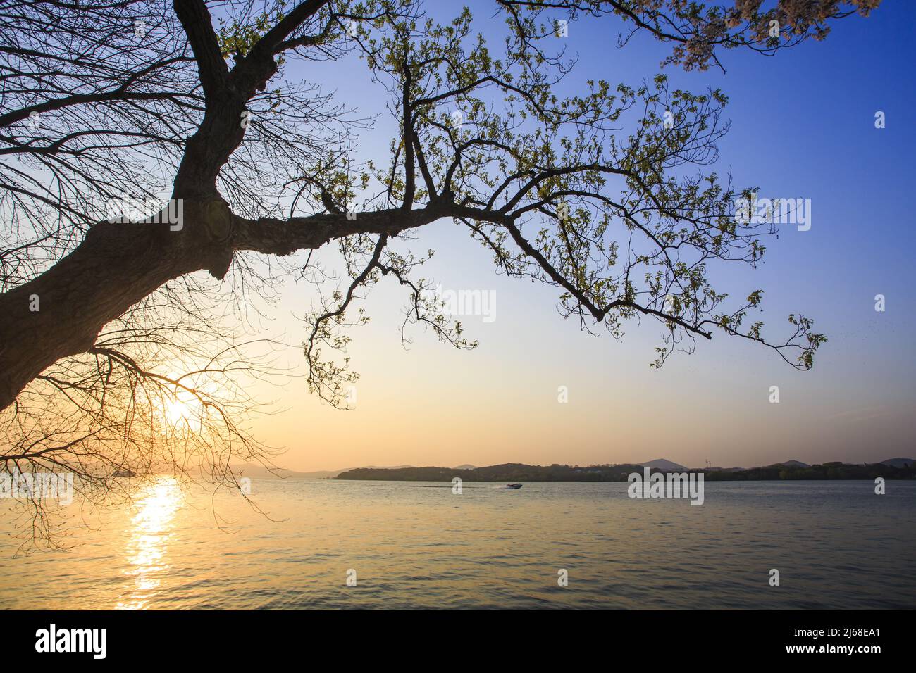 The turtle head isle of taihu lake cherry blossom Stock Photo - Alamy