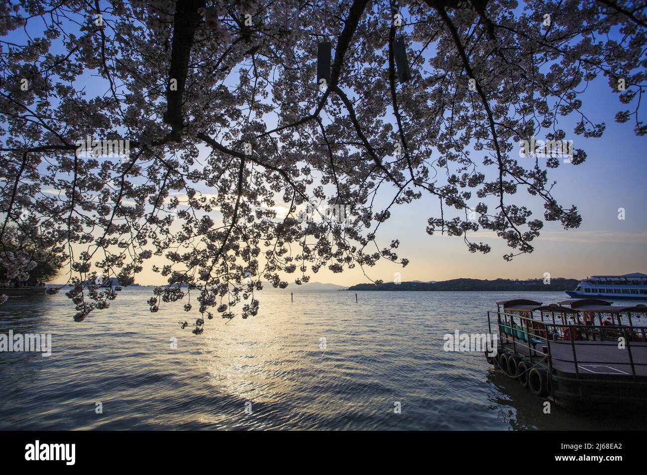 The turtle head isle of taihu lake cherry blossom Stock Photo - Alamy