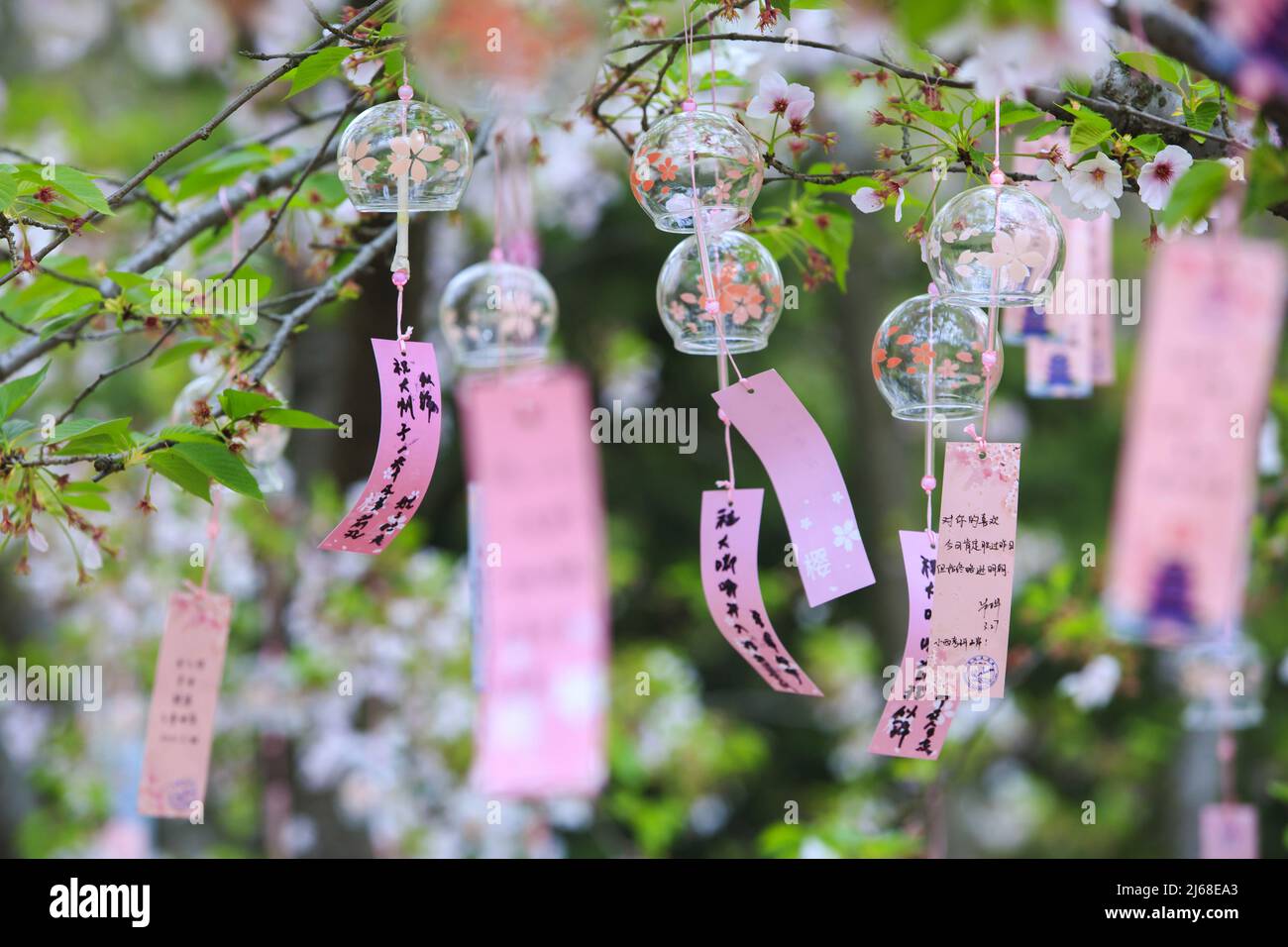 The turtle head isle of taihu lake cherry blossom Stock Photo - Alamy