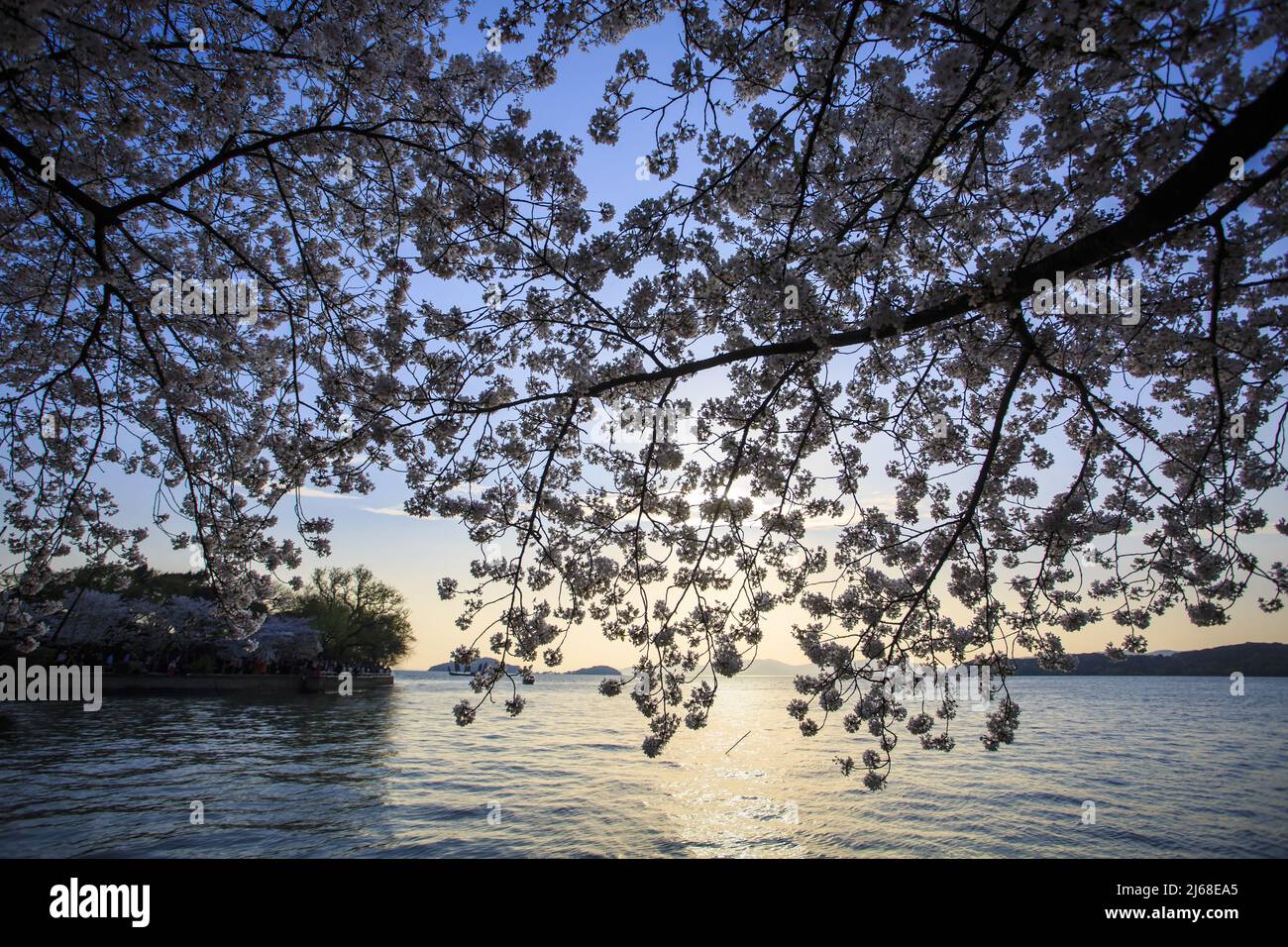 The turtle head isle of taihu lake cherry blossom Stock Photo - Alamy