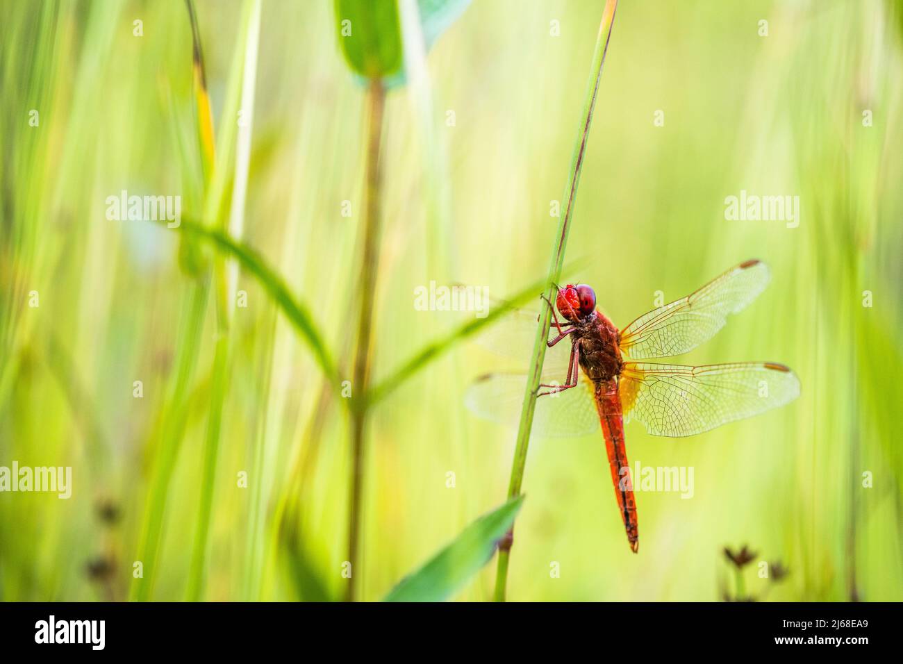 Scarlet dragonfly (Crocothemis erythraea) is a species of dragonfly in ...