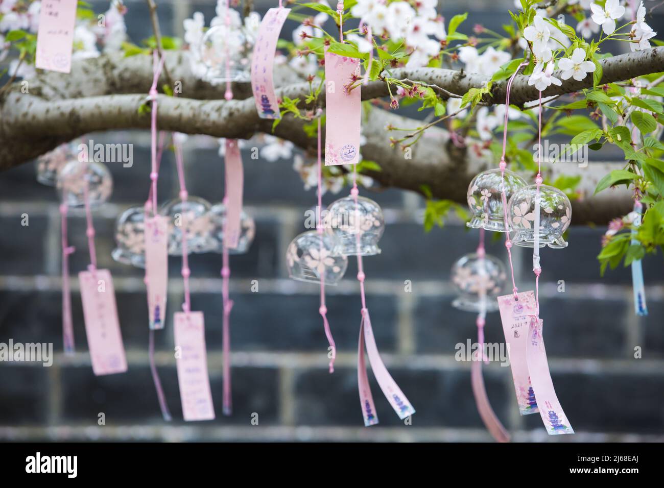The turtle head isle of taihu lake cherry blossom Stock Photo - Alamy