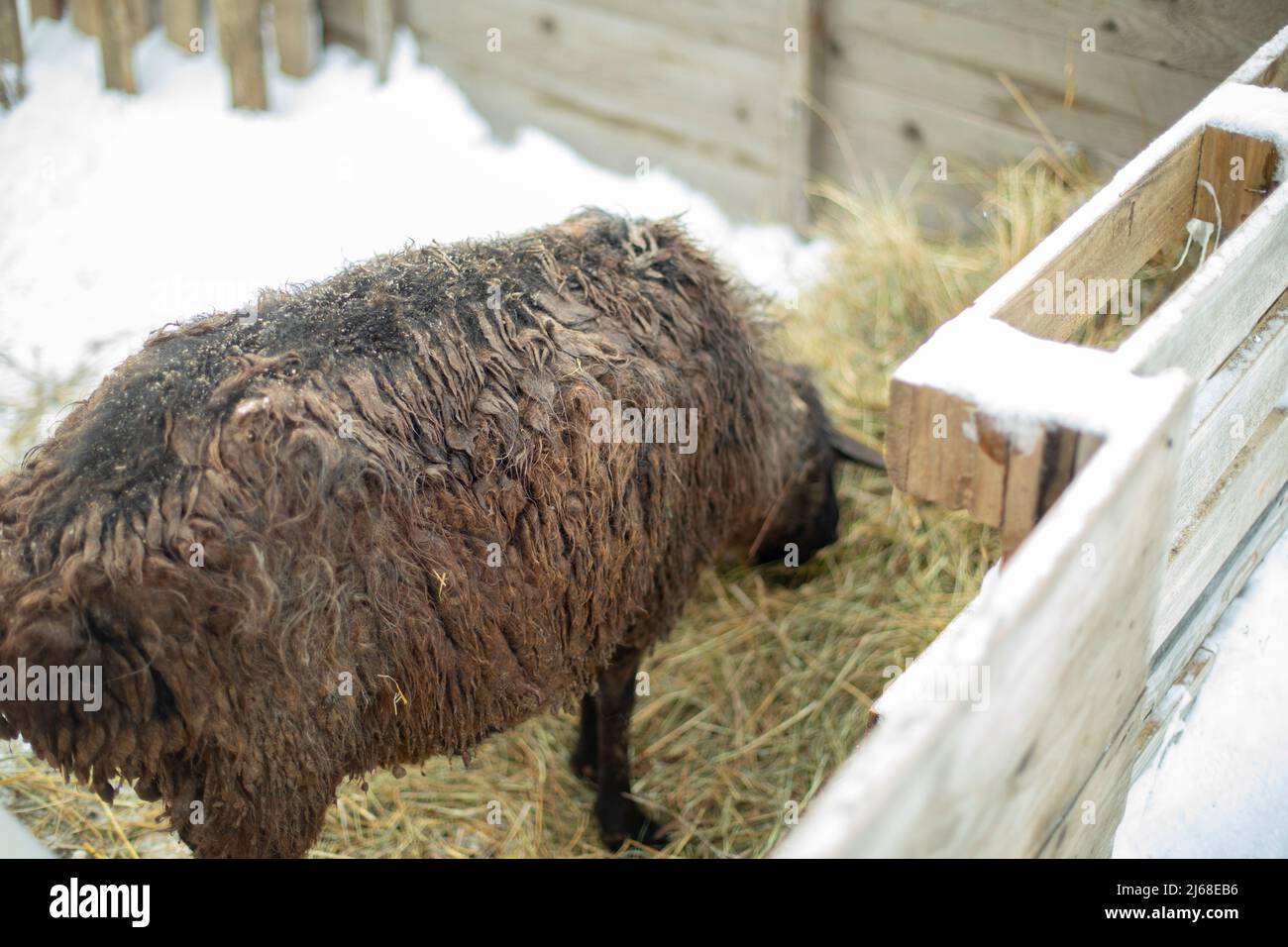 Herd white sheep eats hay hi-res stock photography and images - Alamy