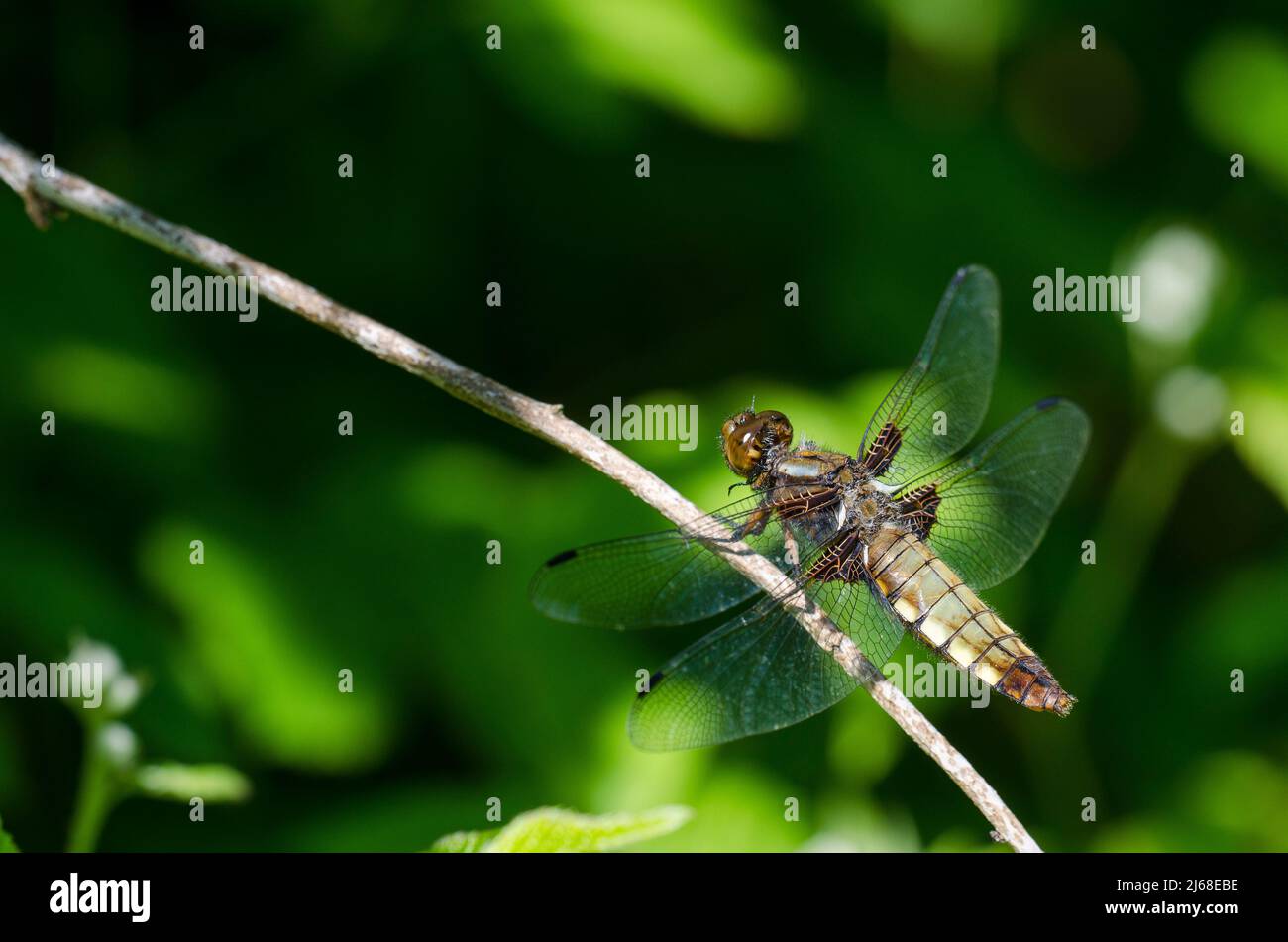 Dragonflies of asia hi-res stock photography and images - Alamy