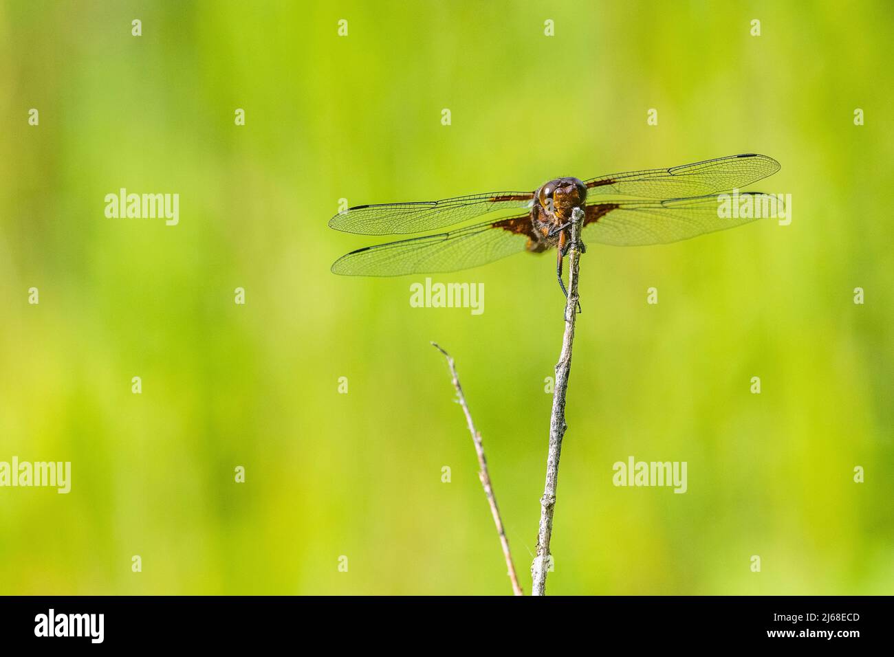 Dragonflies of asia hi-res stock photography and images - Alamy