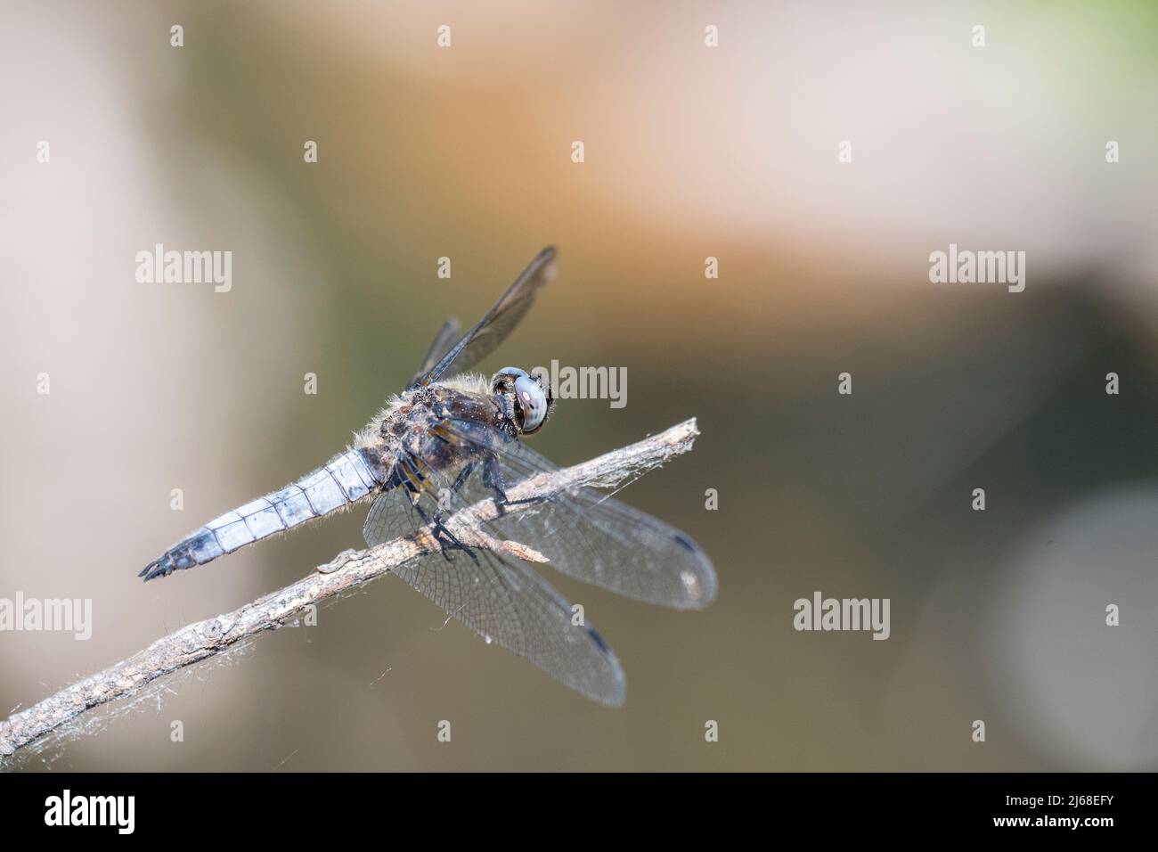 Scarce chaser (Libellula fulva), male, without black wing tips Stock ...