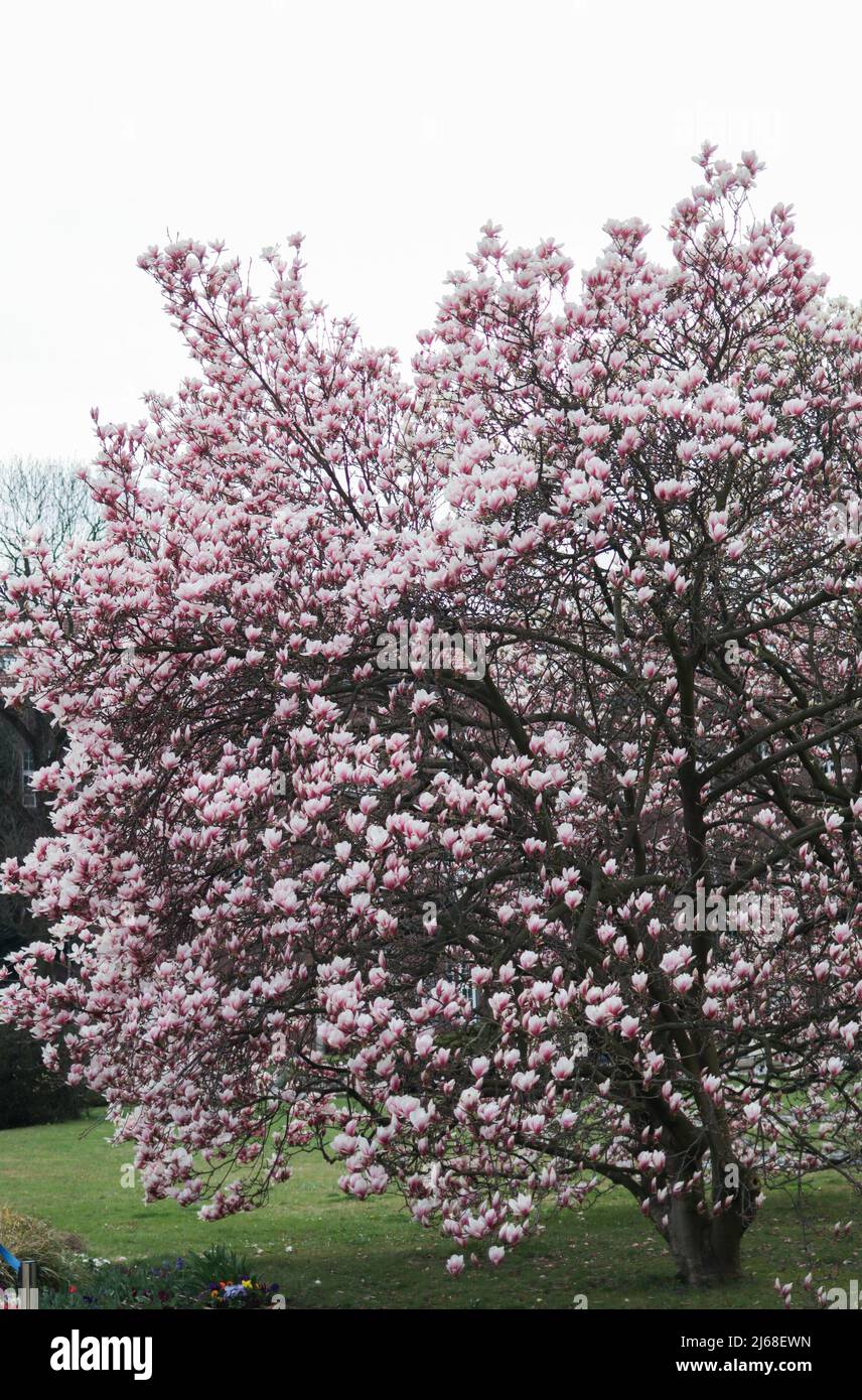 Pink magnolia trees hi-res stock photography and images - Alamy