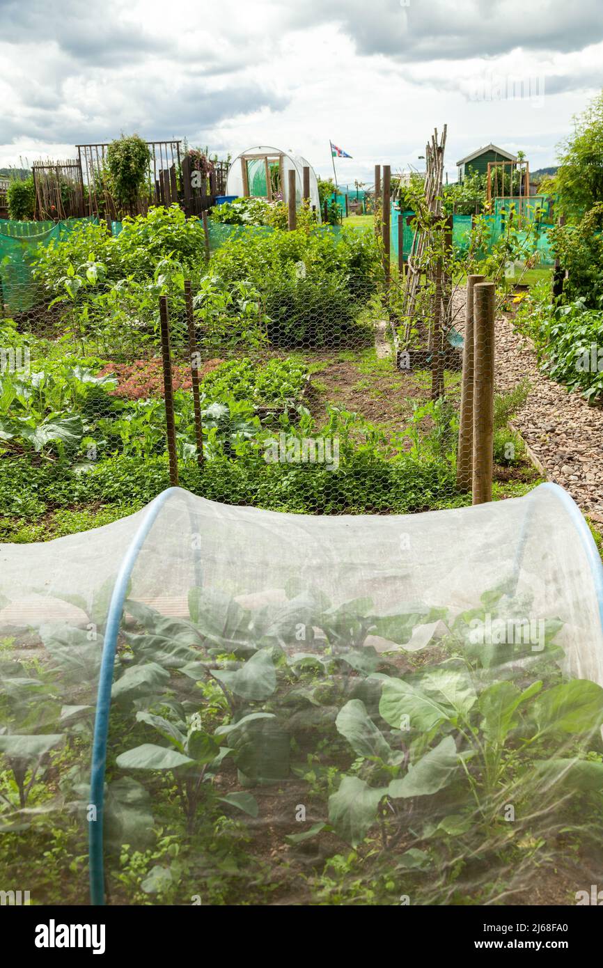 Garden allotments hi-res stock photography and images - Alamy