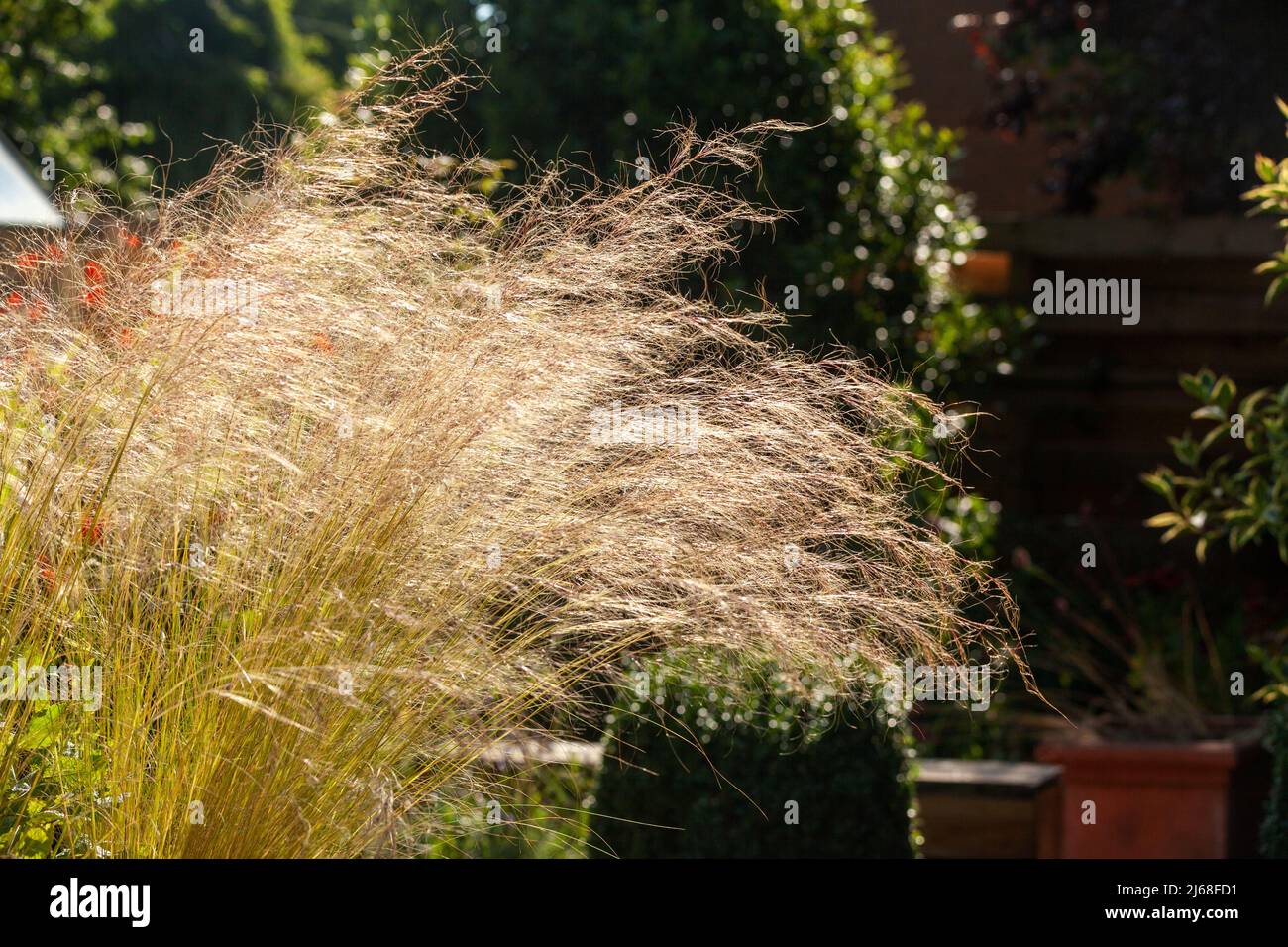 Ornamental grasses uk hi-res stock photography and images - Alamy