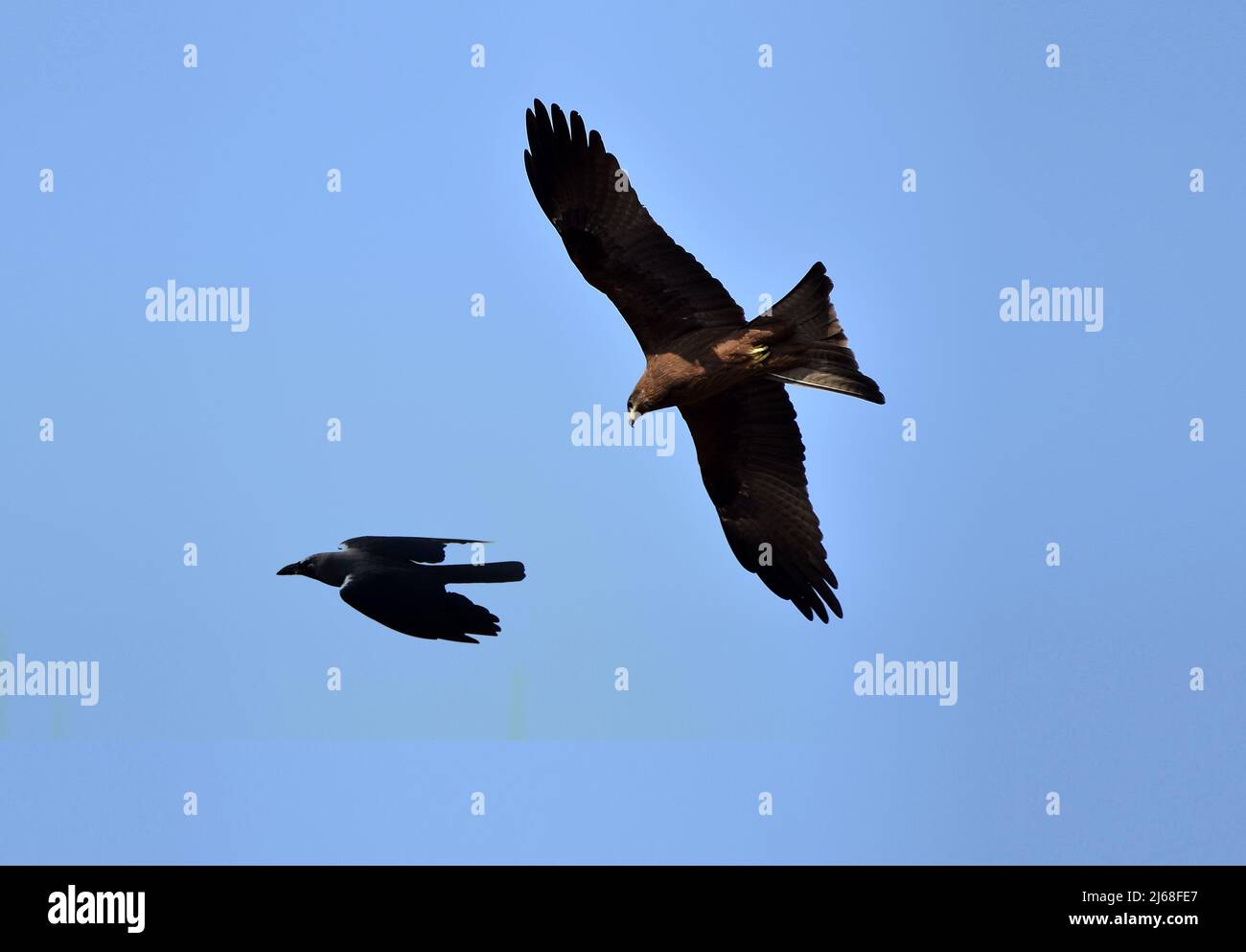 An Eagle about to attack a crow in mid air Stock Photo - Alamy