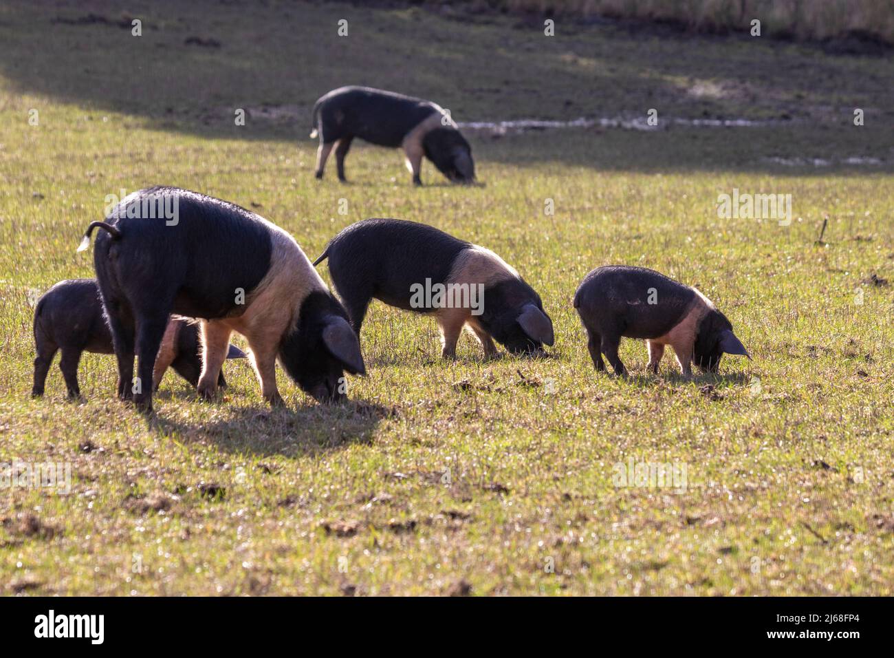 Saddleback pigs hi-res stock photography and images - Alamy