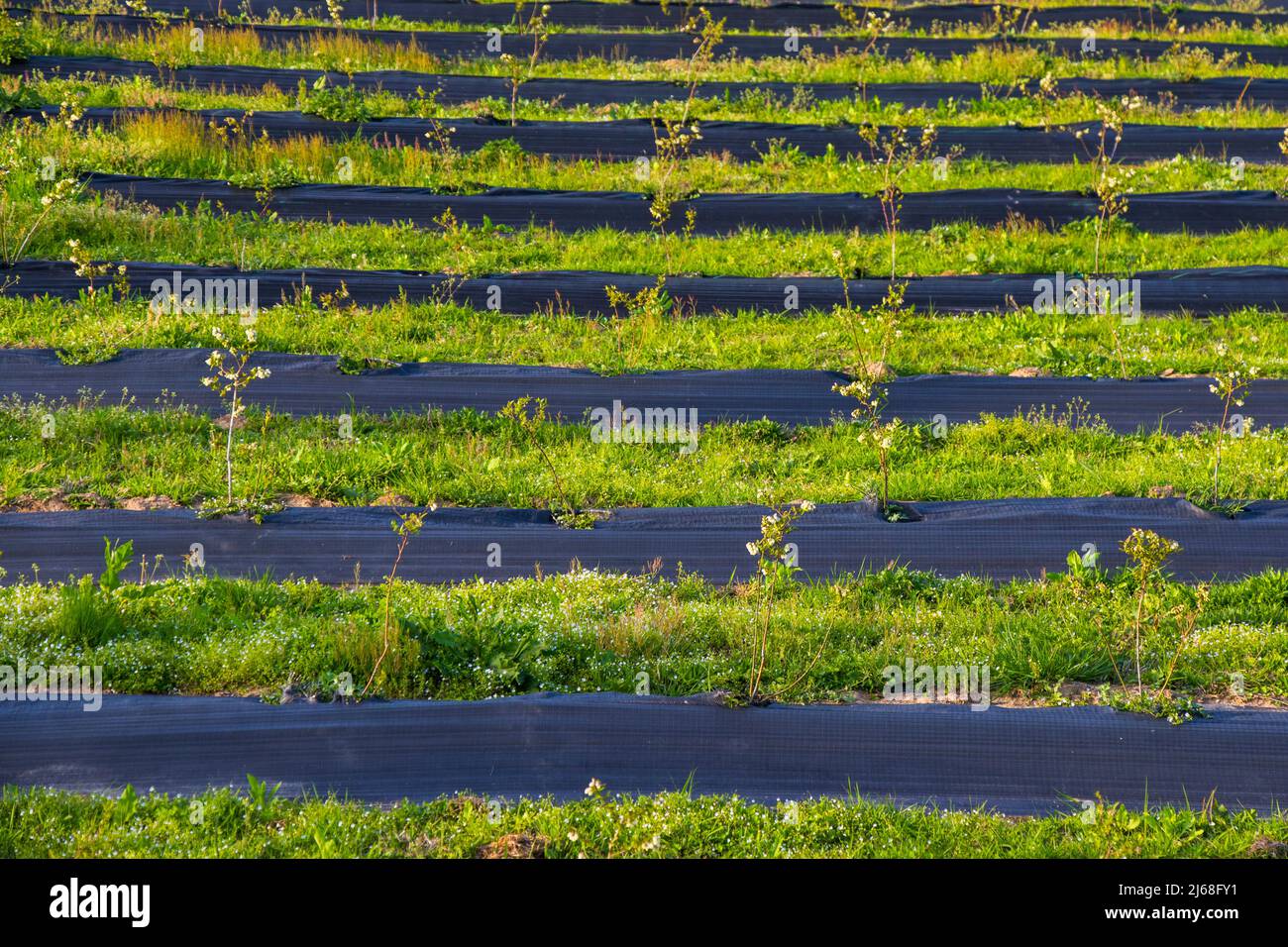 Blueberry plantation, field in the farm in Samegrelo, Georgia Stock ...