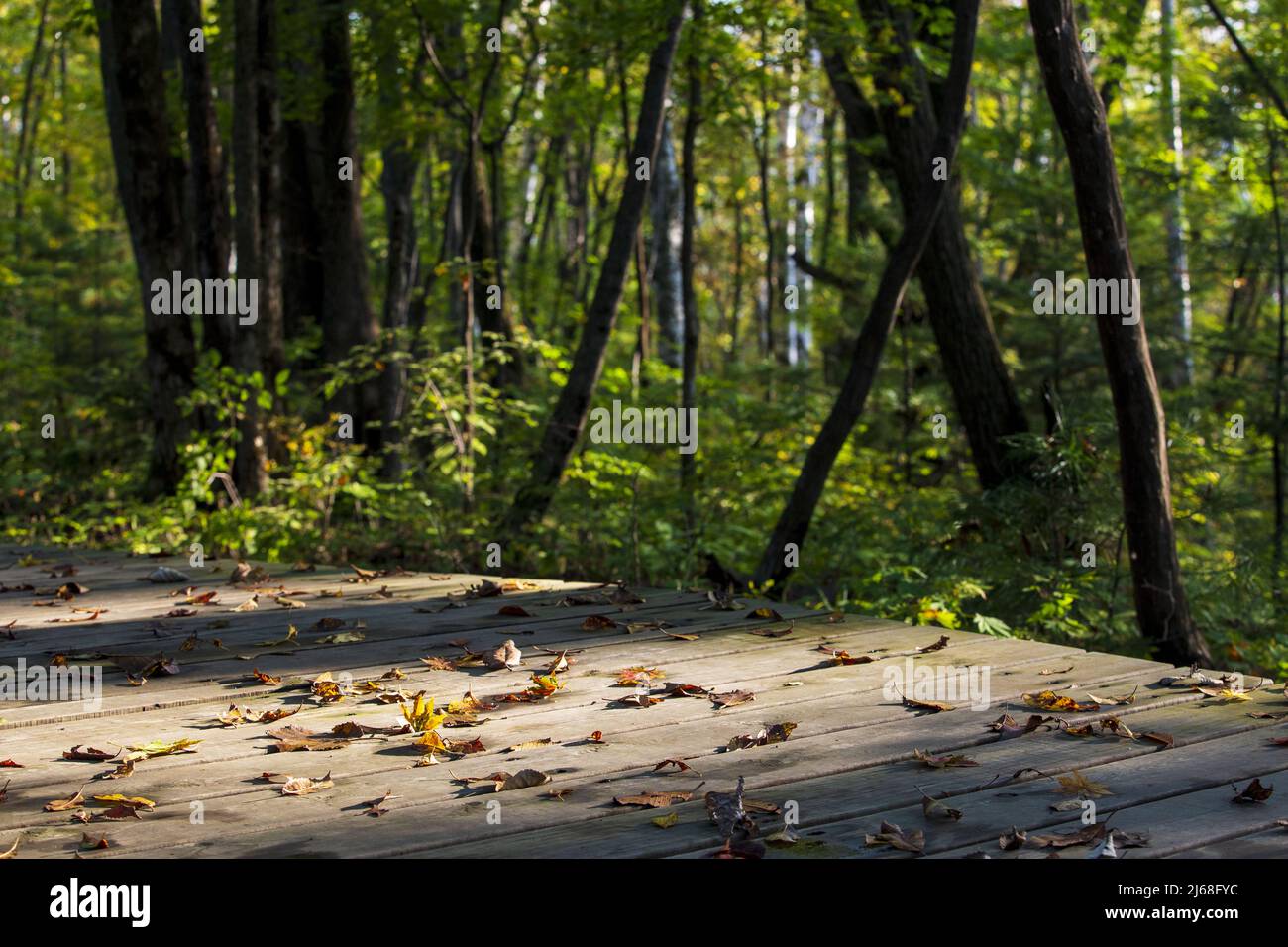 Redstone national forest park hi-res stock photography and images - Alamy