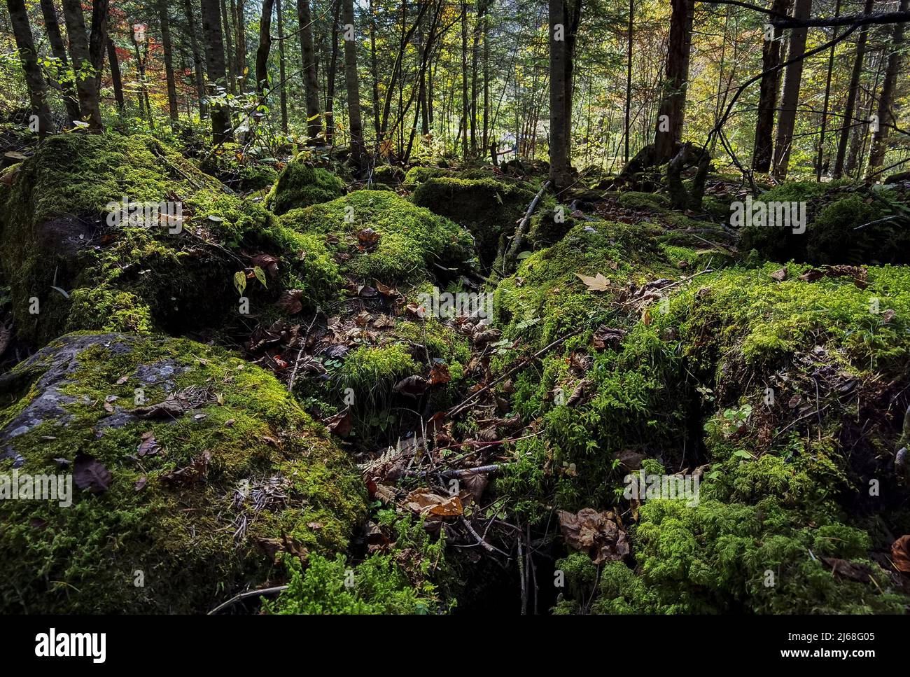 The original forest Stock Photo - Alamy