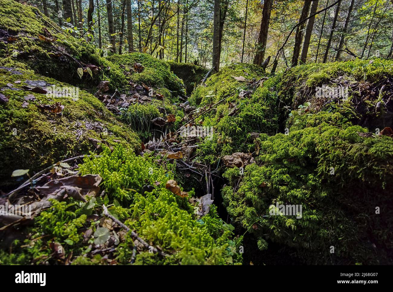 The original forest Stock Photo - Alamy