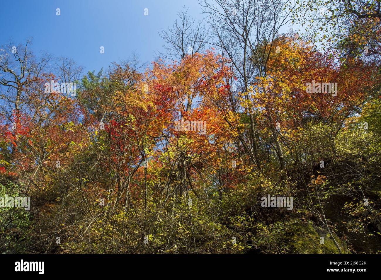 Autumn color Lin Stock Photo - Alamy