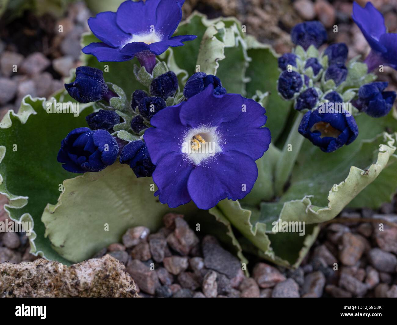 A close up of the deep blue white centred flowers of Primula x Kusum ...