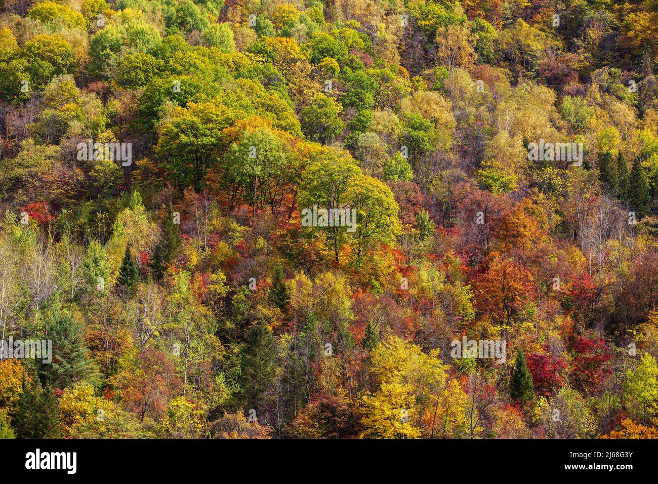Autumn color Lin Stock Photo - Alamy