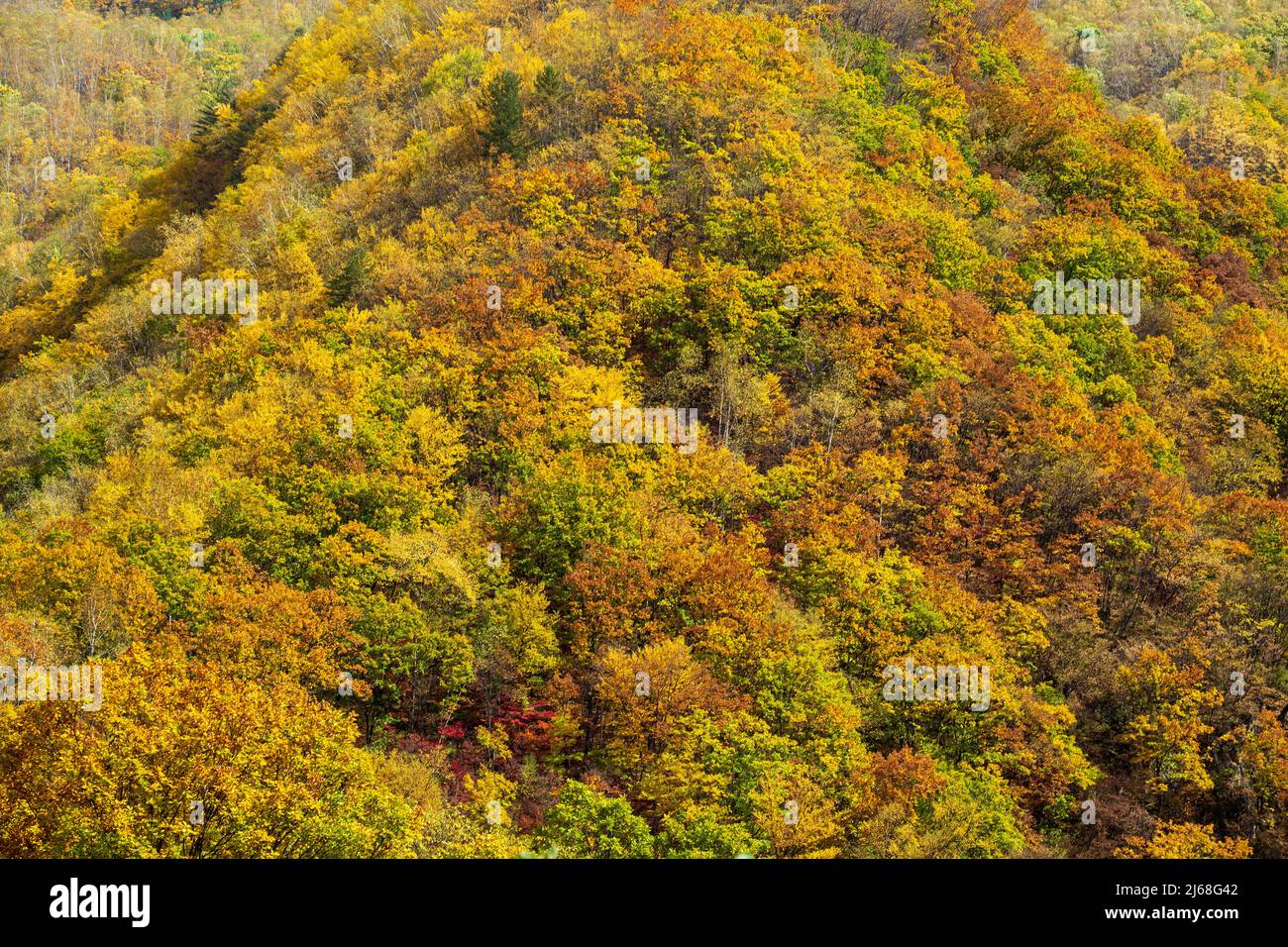 Autumn color Lin Stock Photo - Alamy
